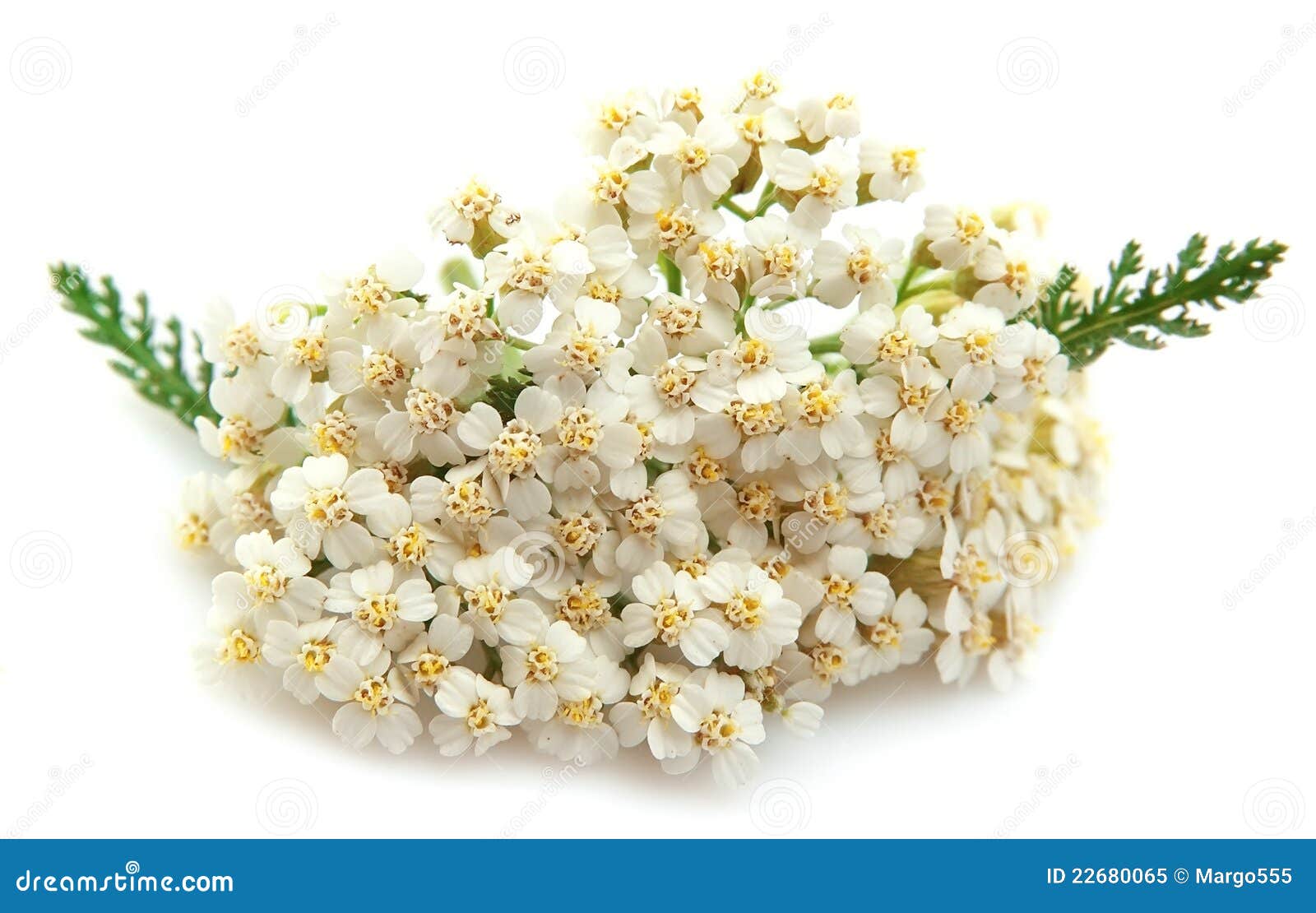Yarrow plant stock image. Image of achillea, therapy - 22680065