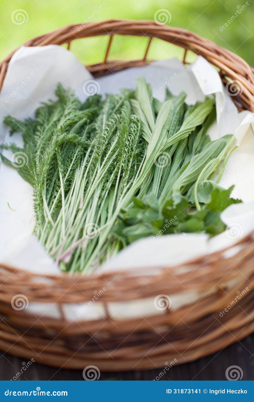 Yarrow, Plantain and Lady S Mantle Stock Image - Image of plantain ...