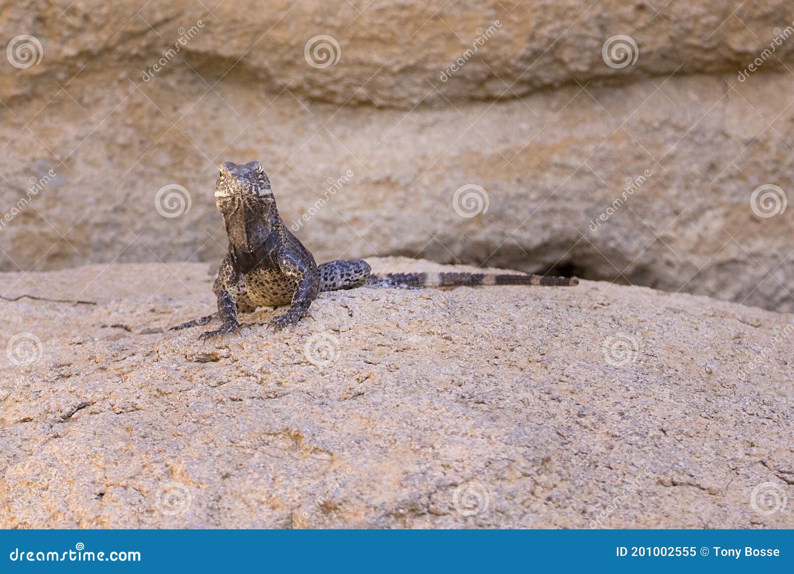 Yarrow`s Spiny Lizard Stare Stock Image - Image of environment ...