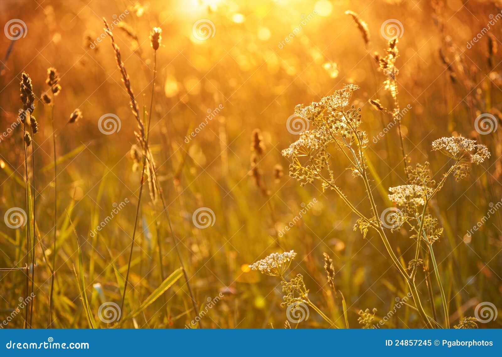 Yarrow in sunset stock image. Image of flower, macro - 24857245