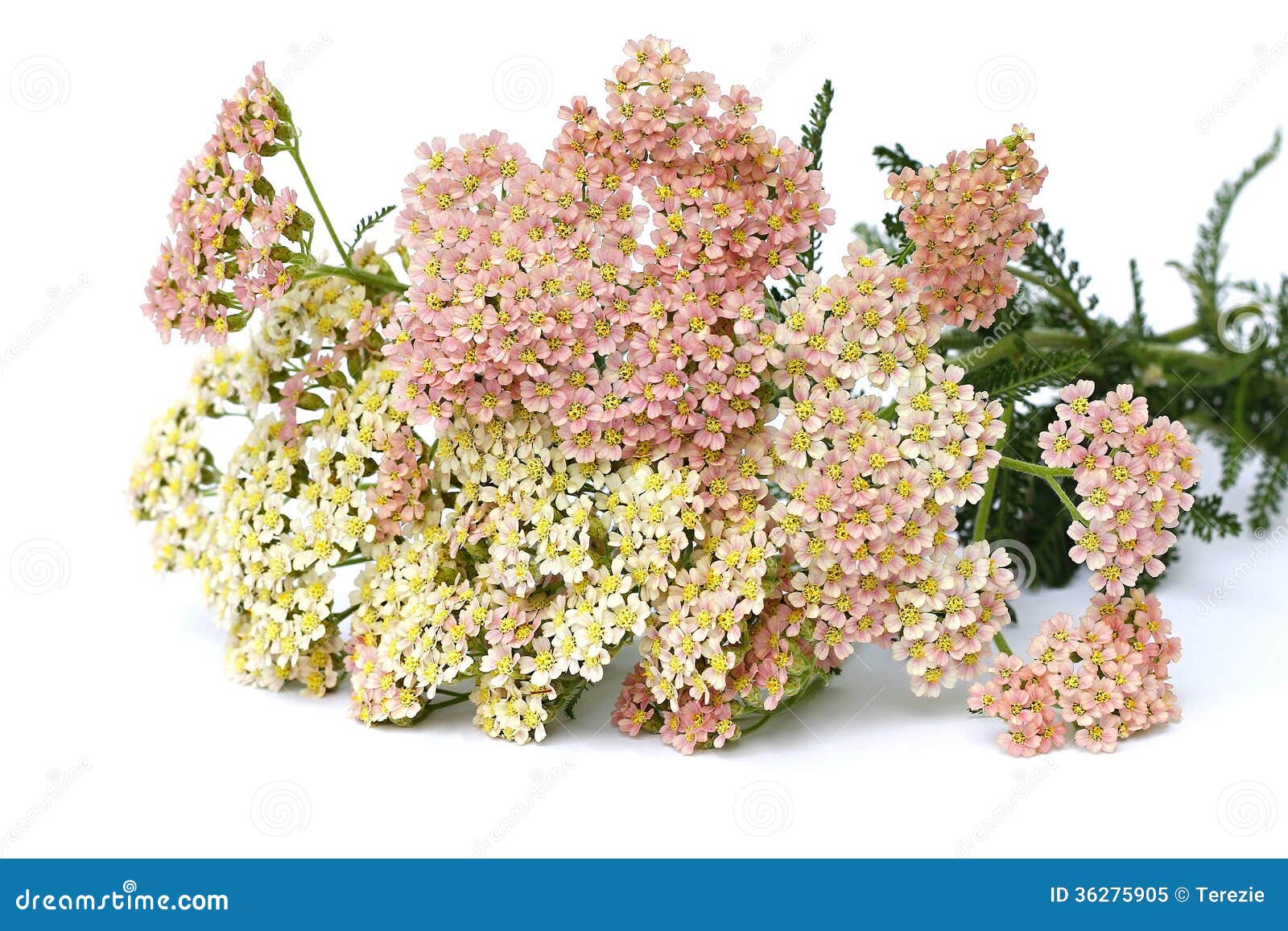 Yarrow stock image. Image of blooming, healing, herb - 36275905
