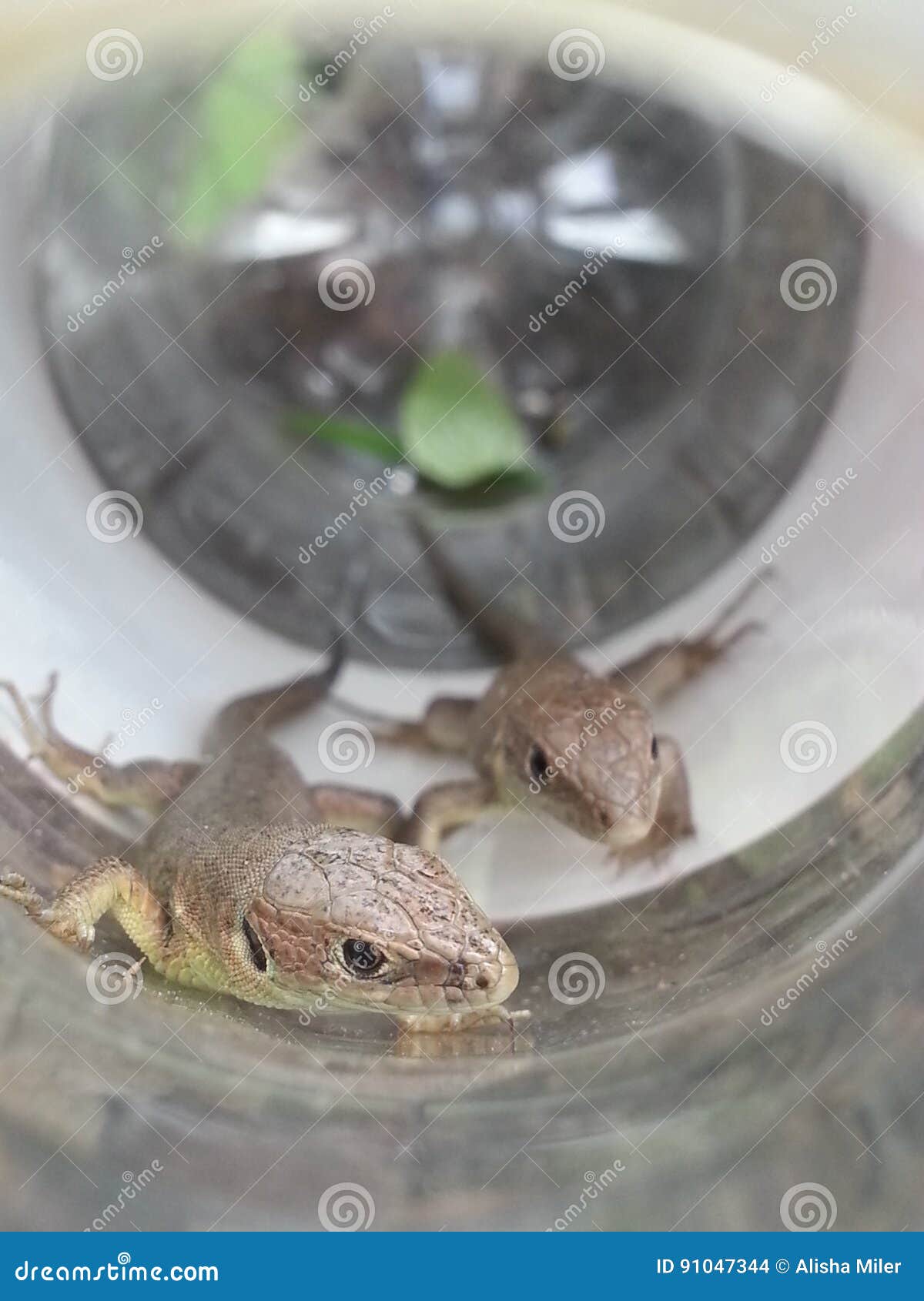 Yasher Koach Stock Photos - Free & Royalty-Free Stock Photos from ...