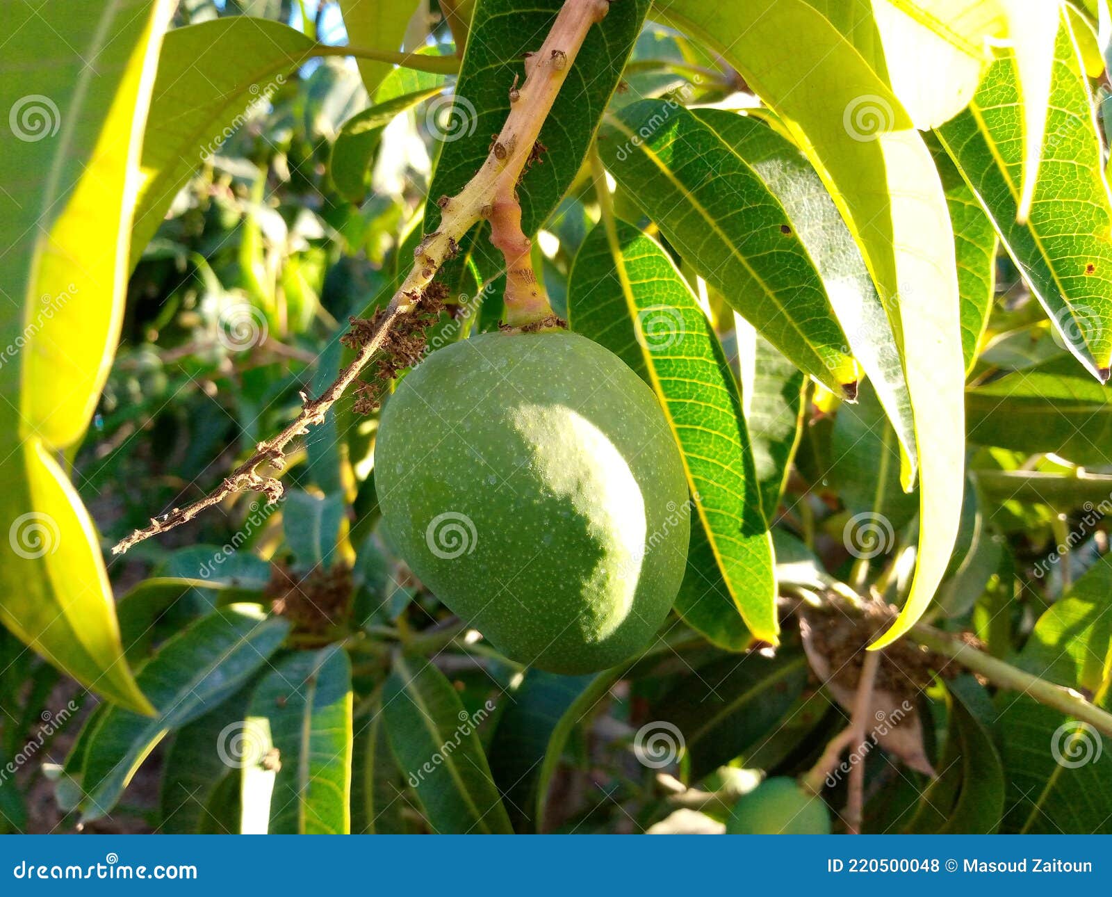 Small Mango Fruit on a Mango Tree Stock Photo - Image of mango, yasmina ...