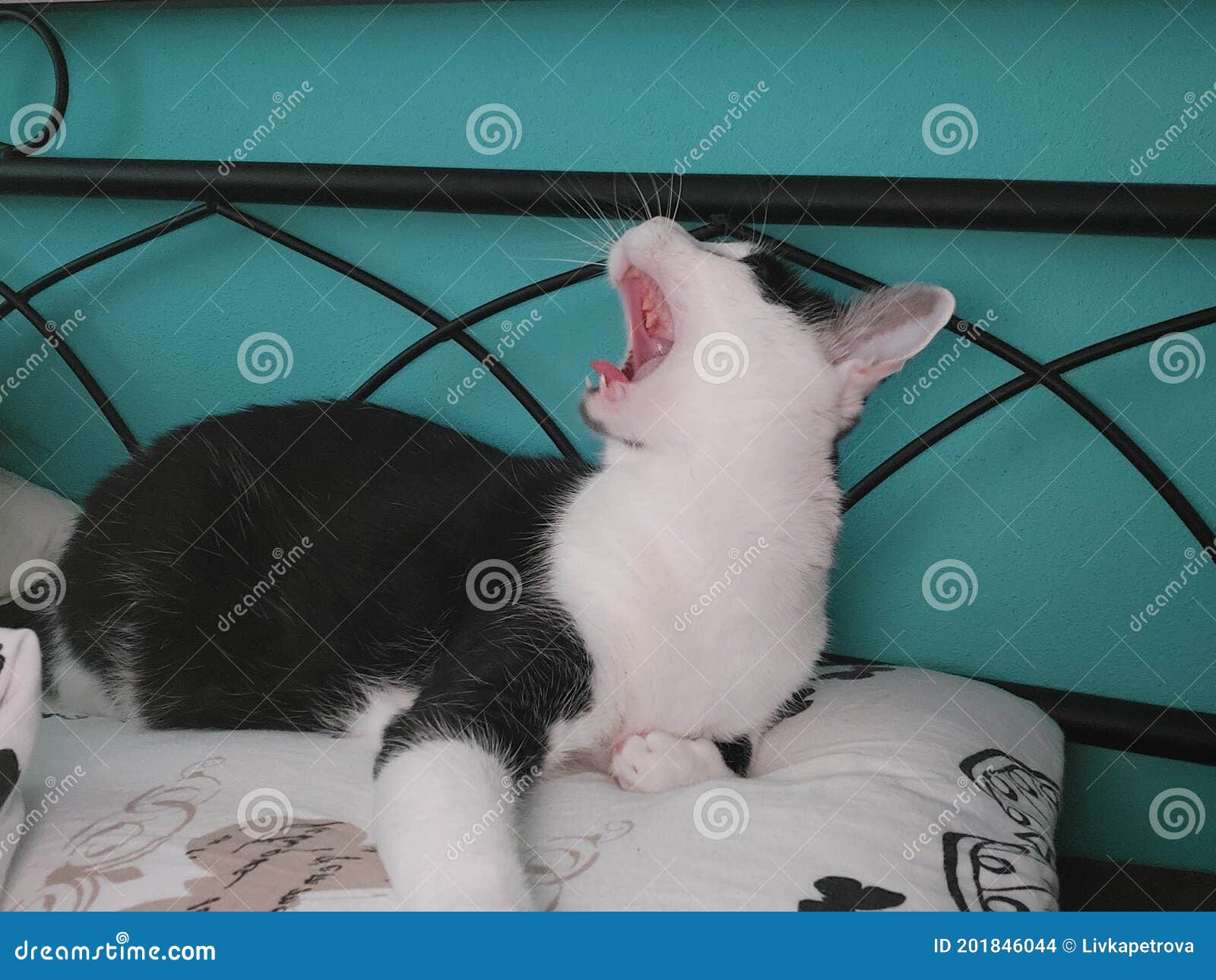 Yawing cat stock photo. Image of window, paper, flowers - 201846044