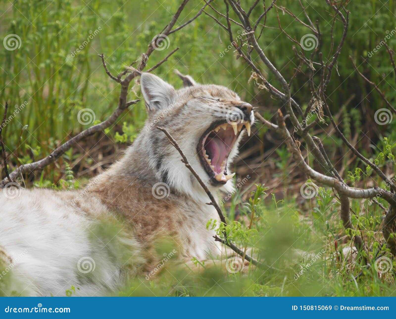 Yawing Lynx Stock Photos - Free & Royalty-Free Stock Photos from Dreamstime