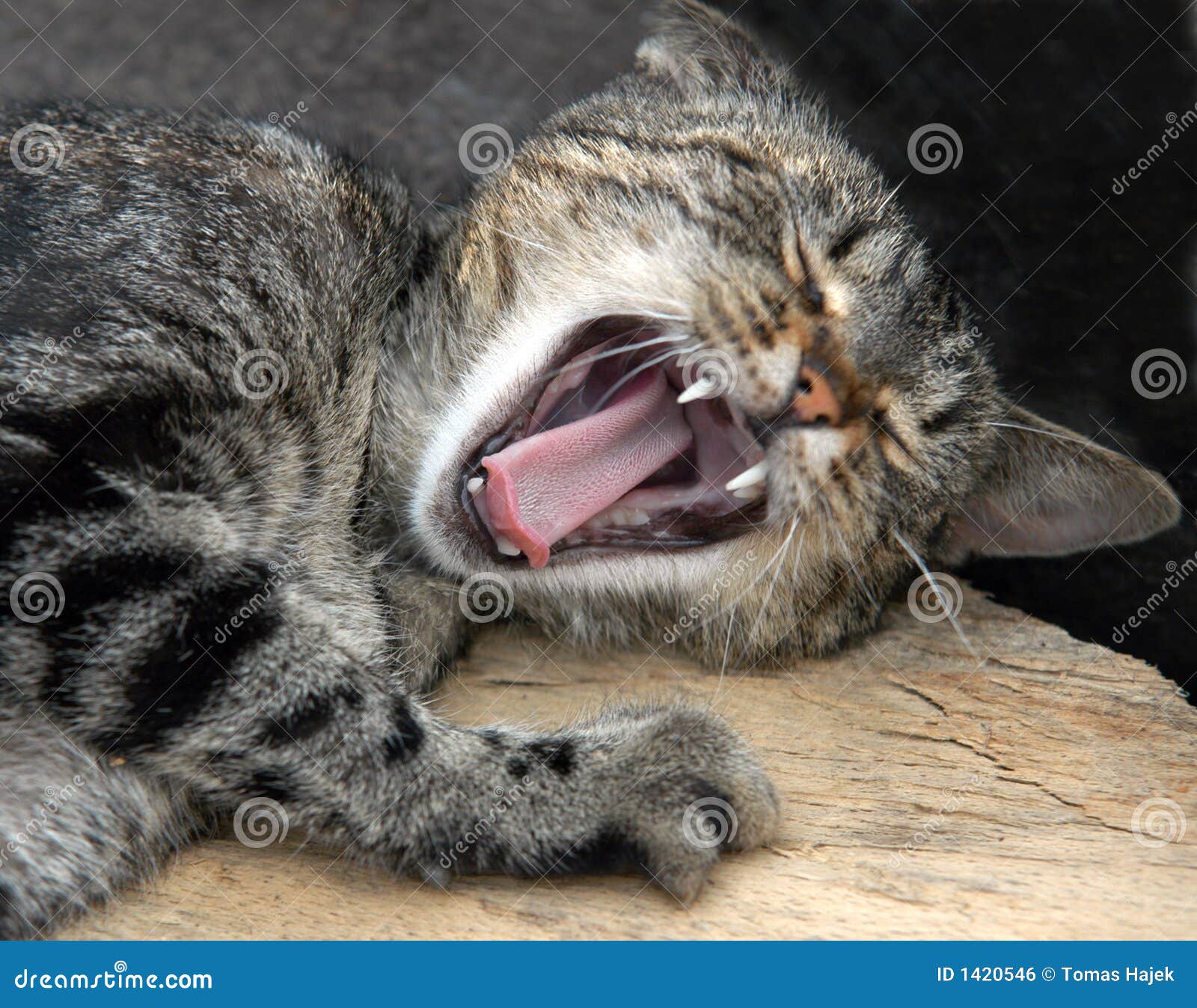 Yawn cat stock photo. Image of shuteye, doze, languish - 1420546