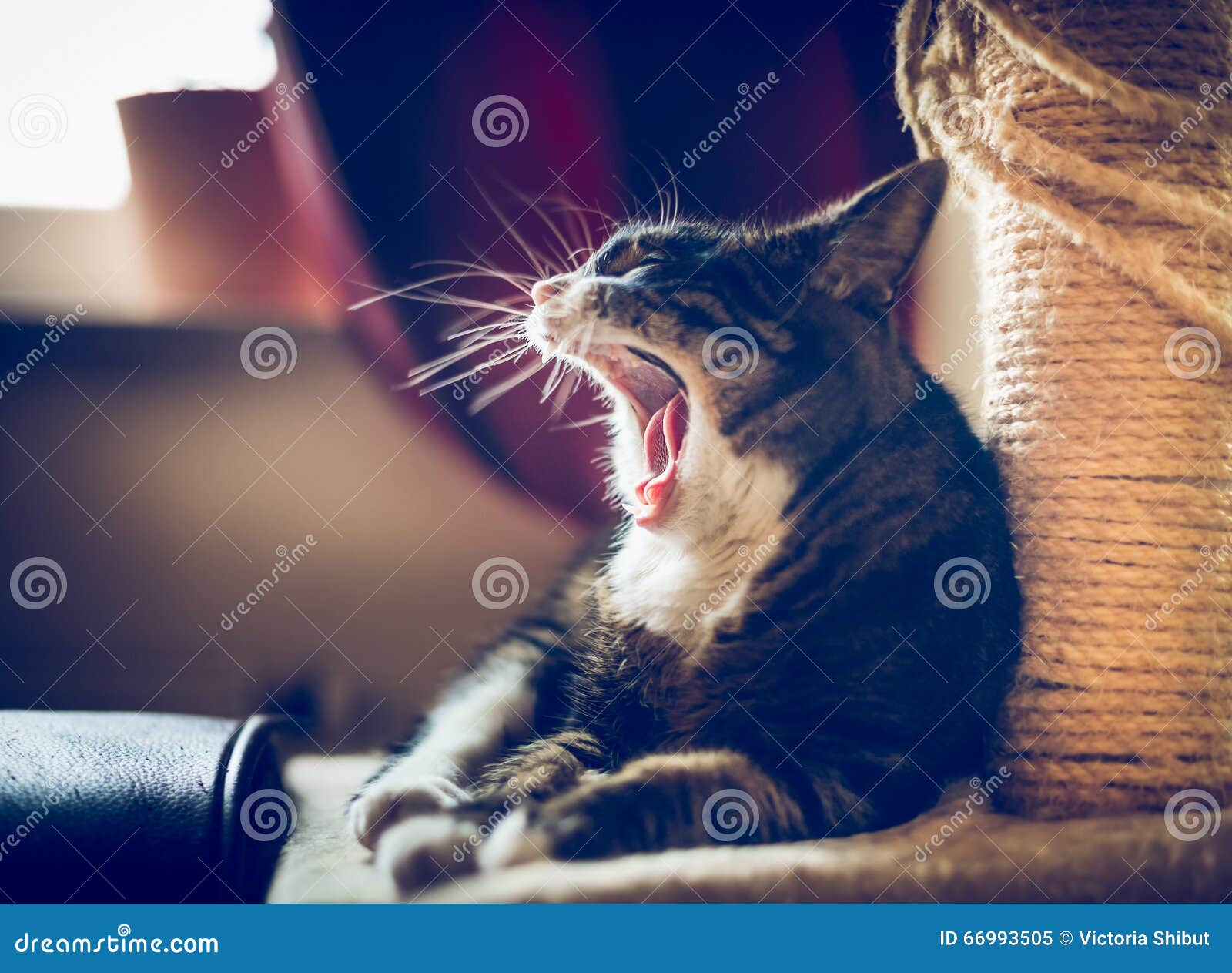 253 Big Kitty Yawn Stock Photos - Free & Royalty-Free Stock Photos from ...