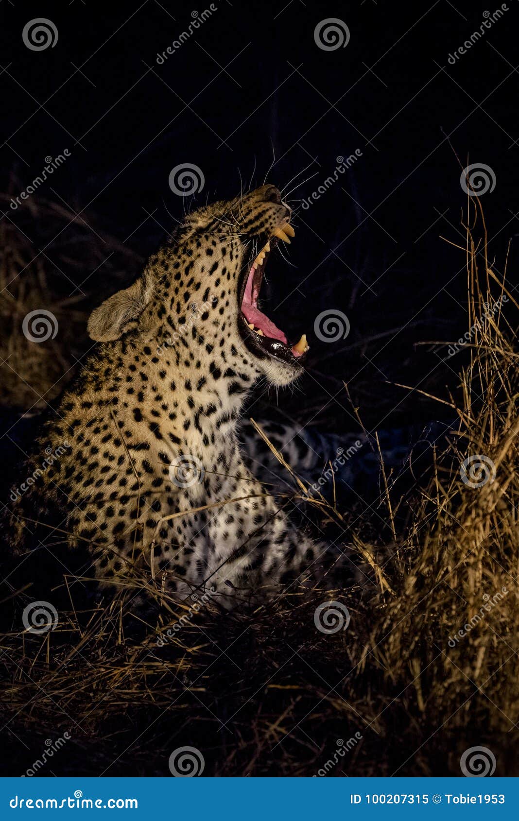 Yawn stock image. Image of sand, mammals, plains, national - 100207315