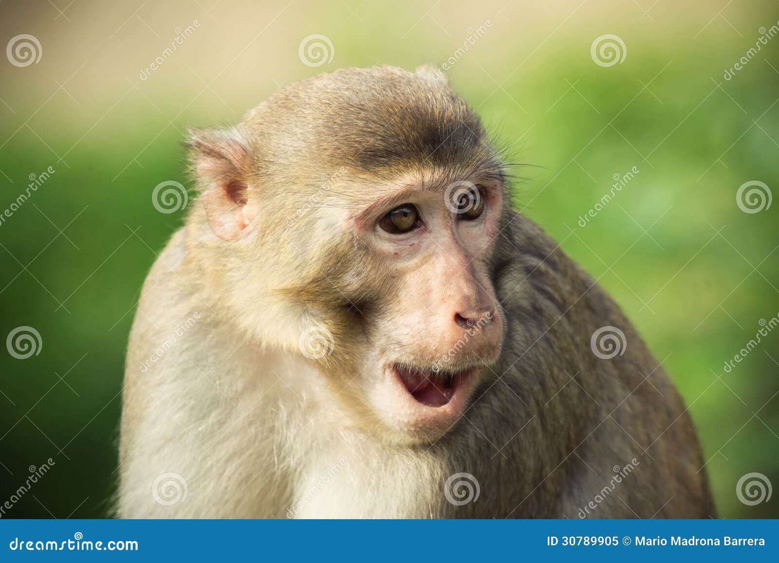 Yawn Is Silent Scream. Yawny Man Undress Isolated On White. Handsome ...