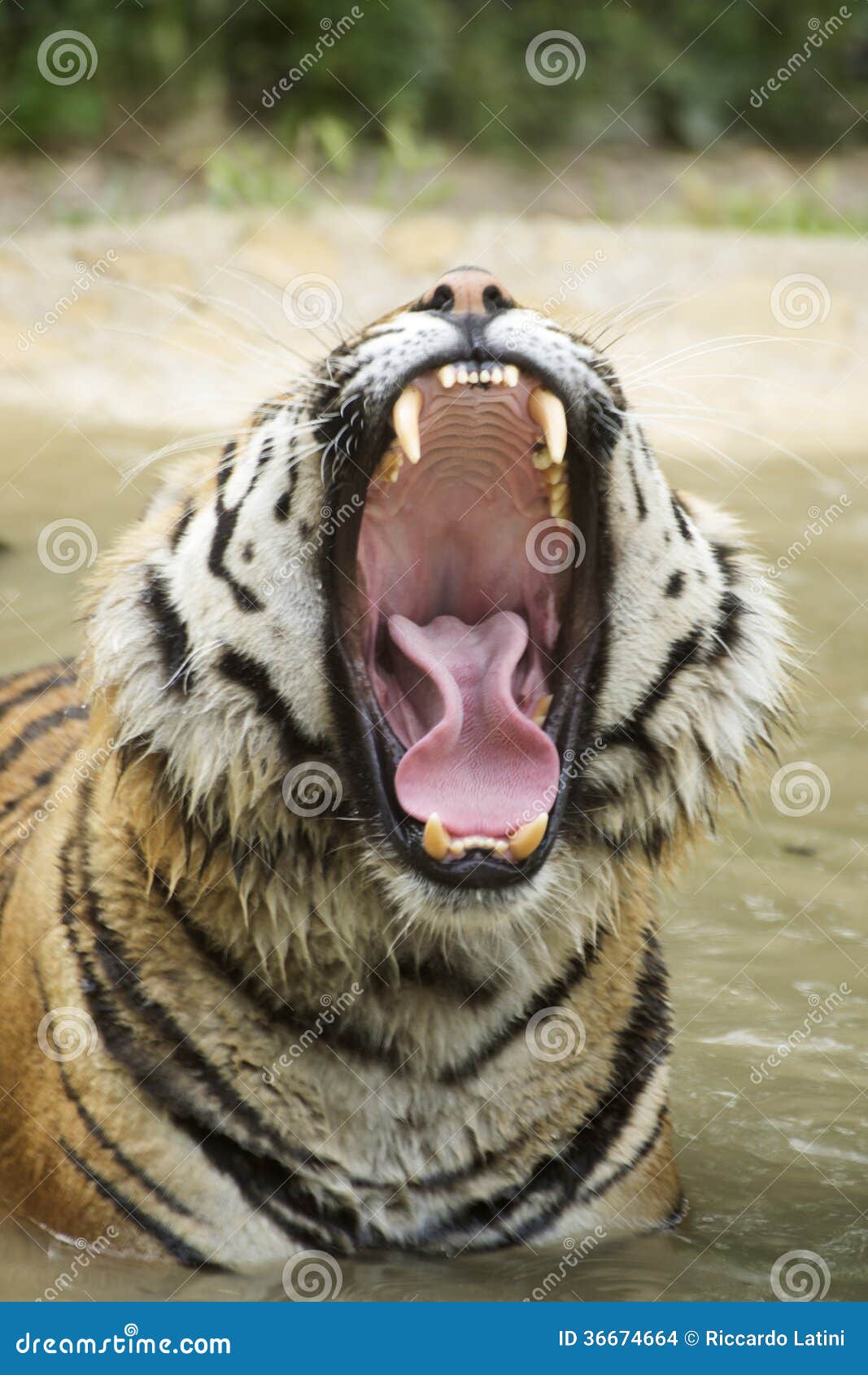 Yawn stock photo. Image of mammal, roar, jaws, tiger - 36674664