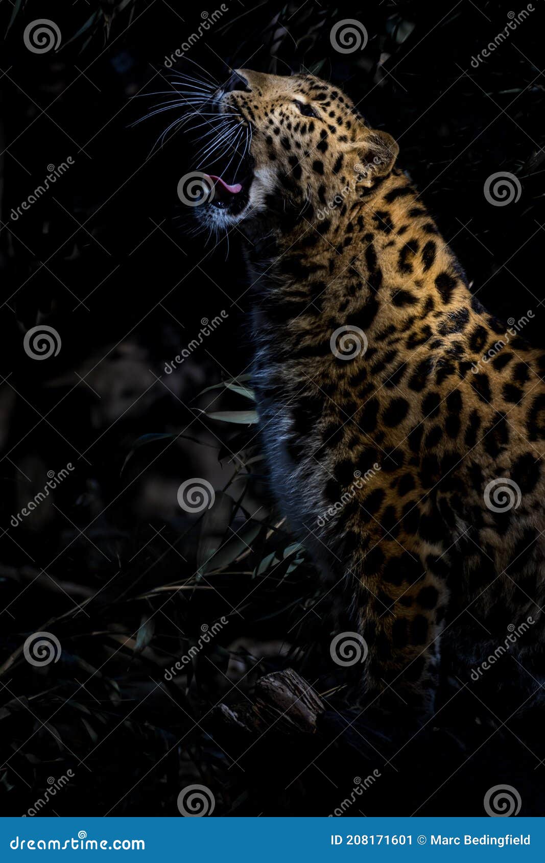 Yawn stock image. Image of yawn, young, moon, amur, yawning - 208171601