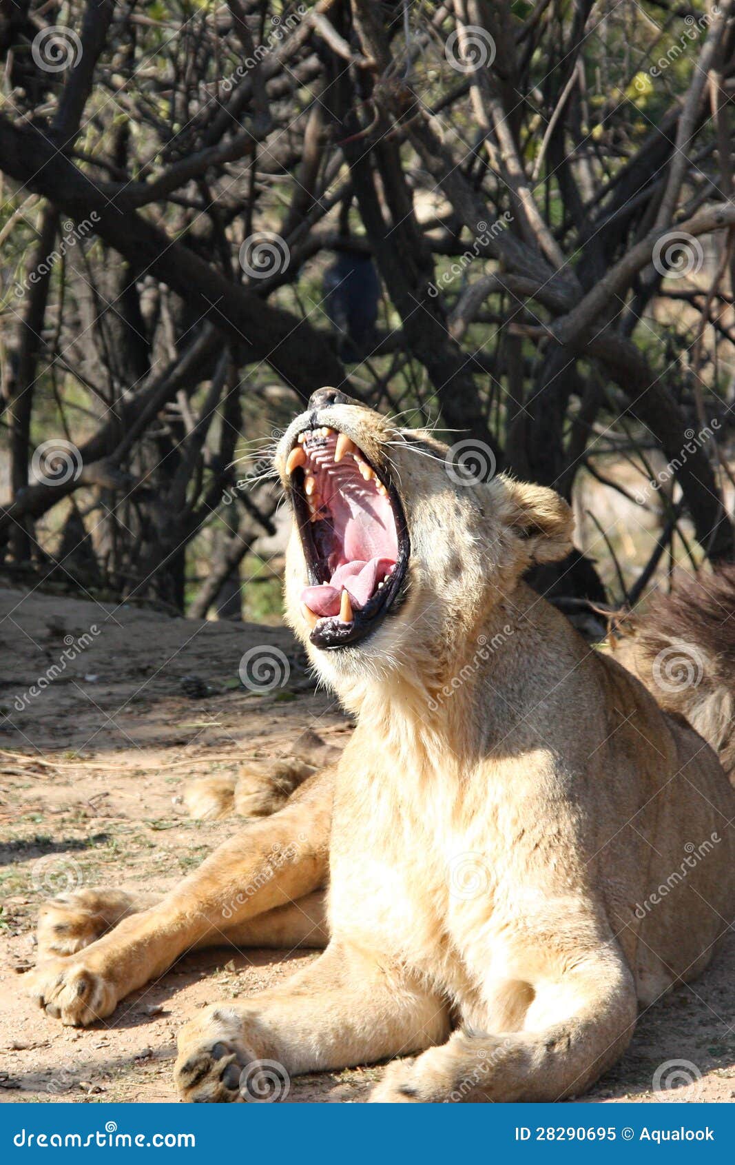 A yawned lion stock image. Image of feline, mammal, mouth - 28290695