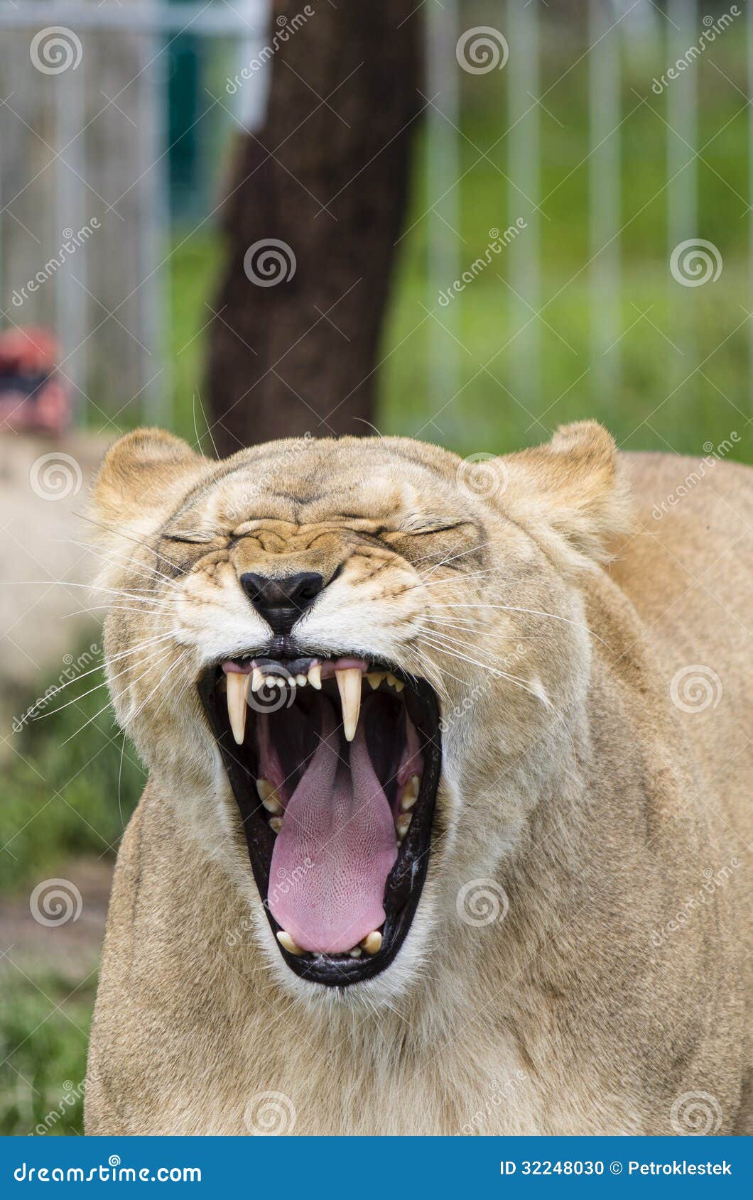 Yawner Lioness stock photo. Image of nature, behaviour - 32248030