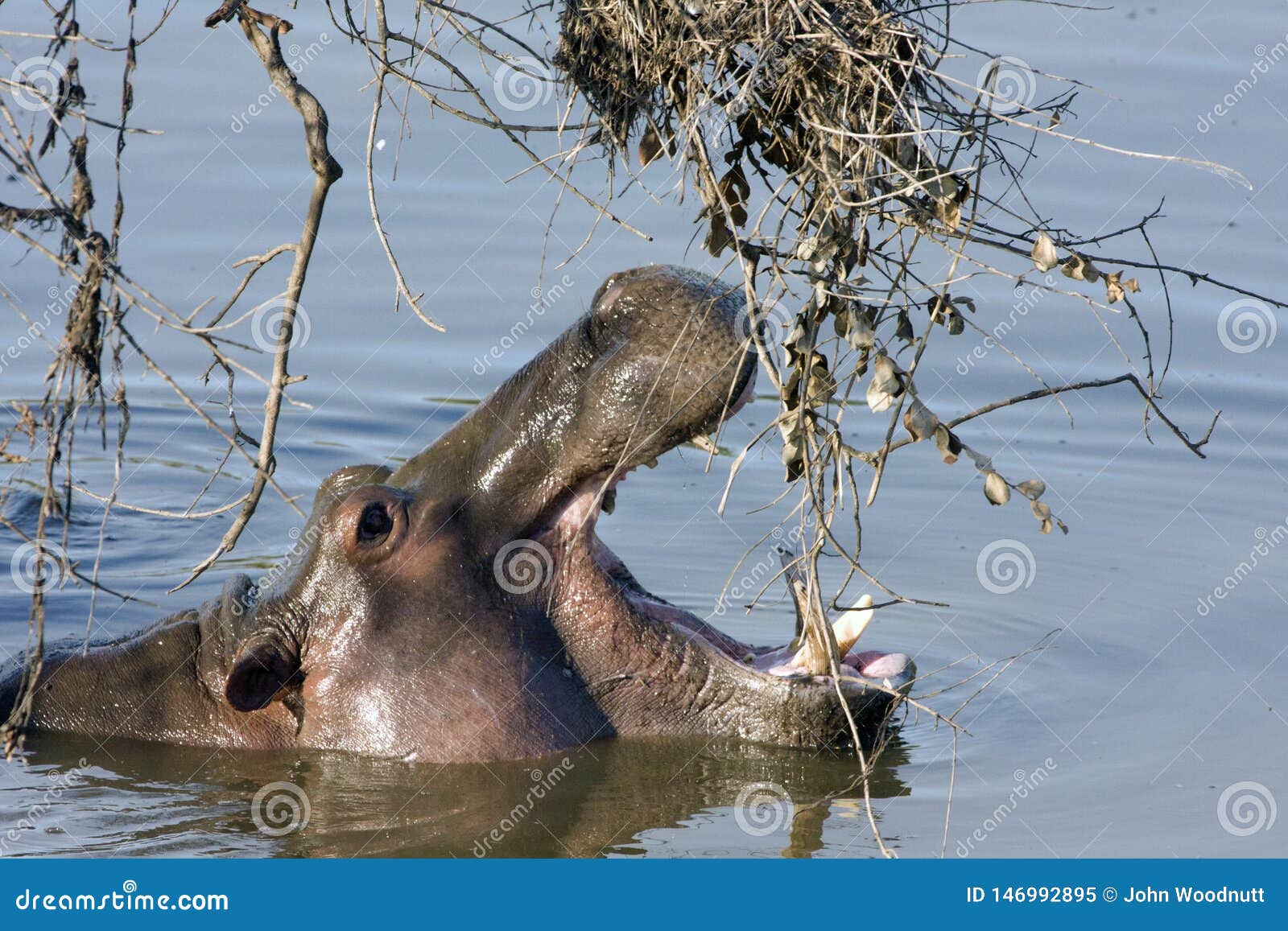 African Hippo In Their Natural Habitat. Kenya. Africa. Royalty-Free ...