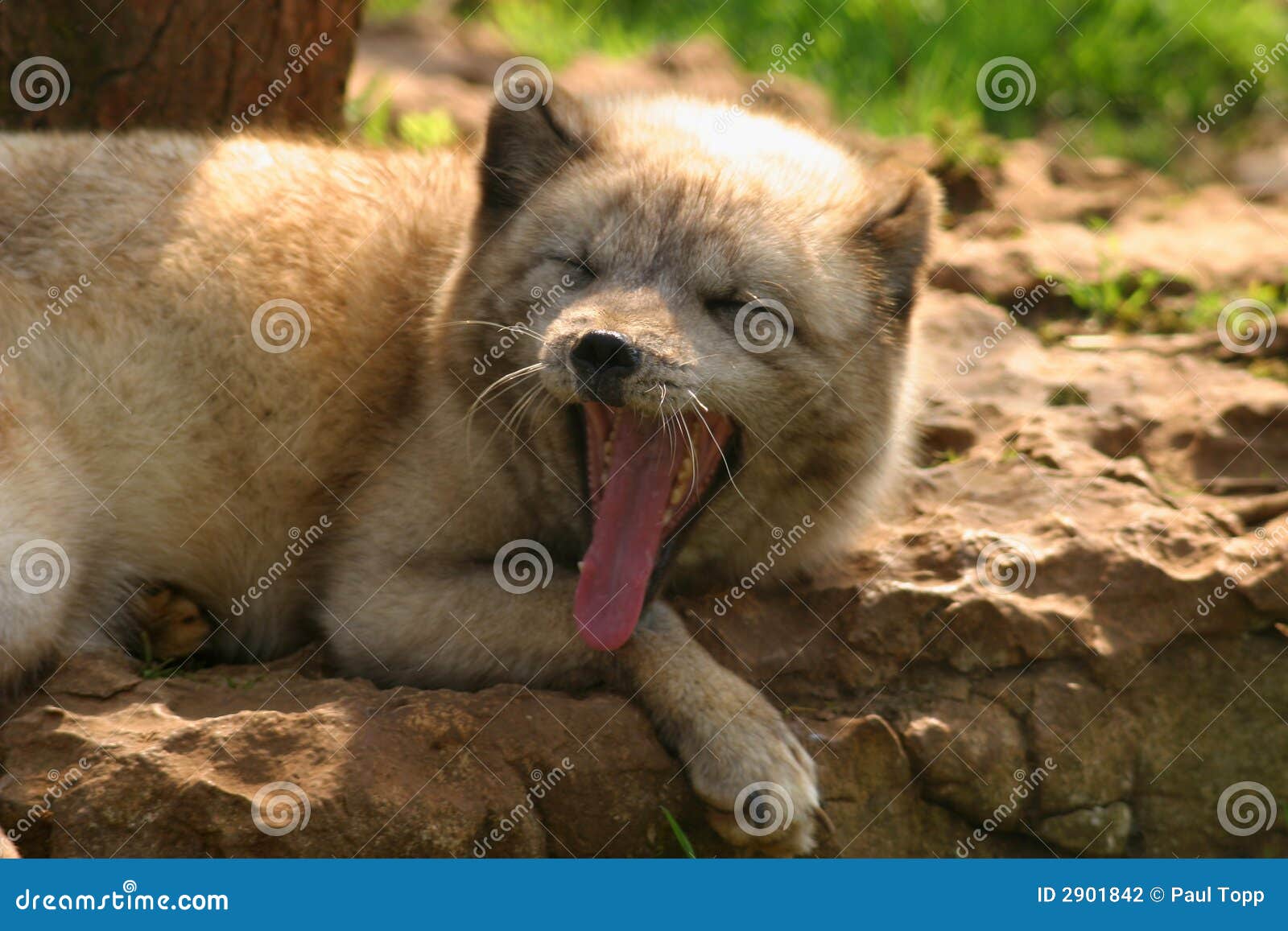 Yawning Arctic Fox Photo stock photo. Image of tongue - 2901842