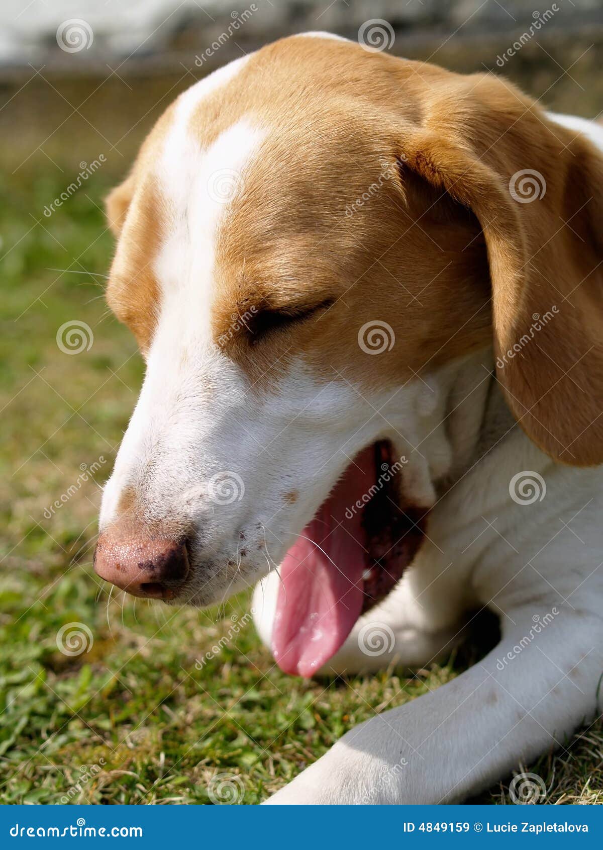 Yawning beagle stock image. Image of detail, face, hunter - 4849159