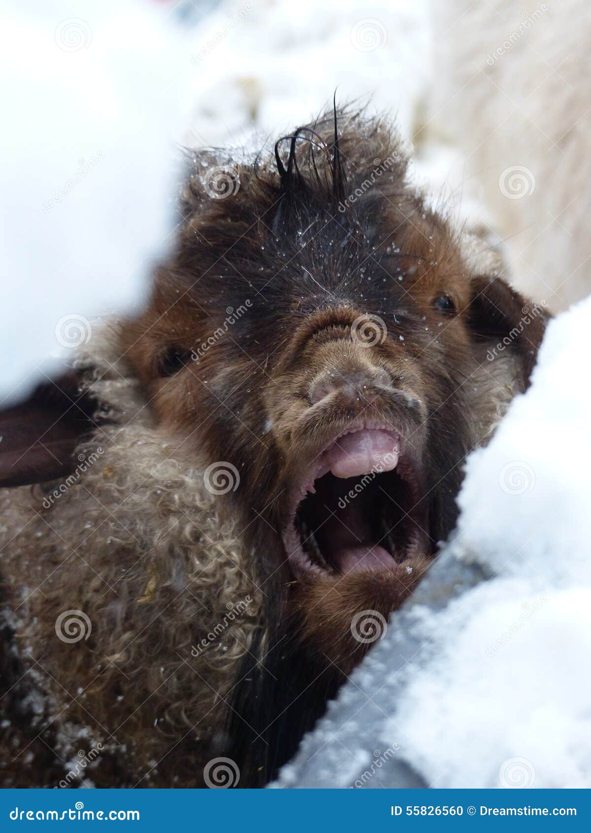 Yawning Billy Goat stock photo. Image of yawning, snow - 55826560