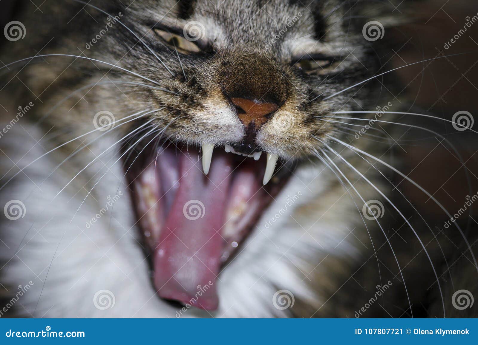 Yawning Maine Coon Cat, Close Up. Stock Image - Image of adorable, care ...