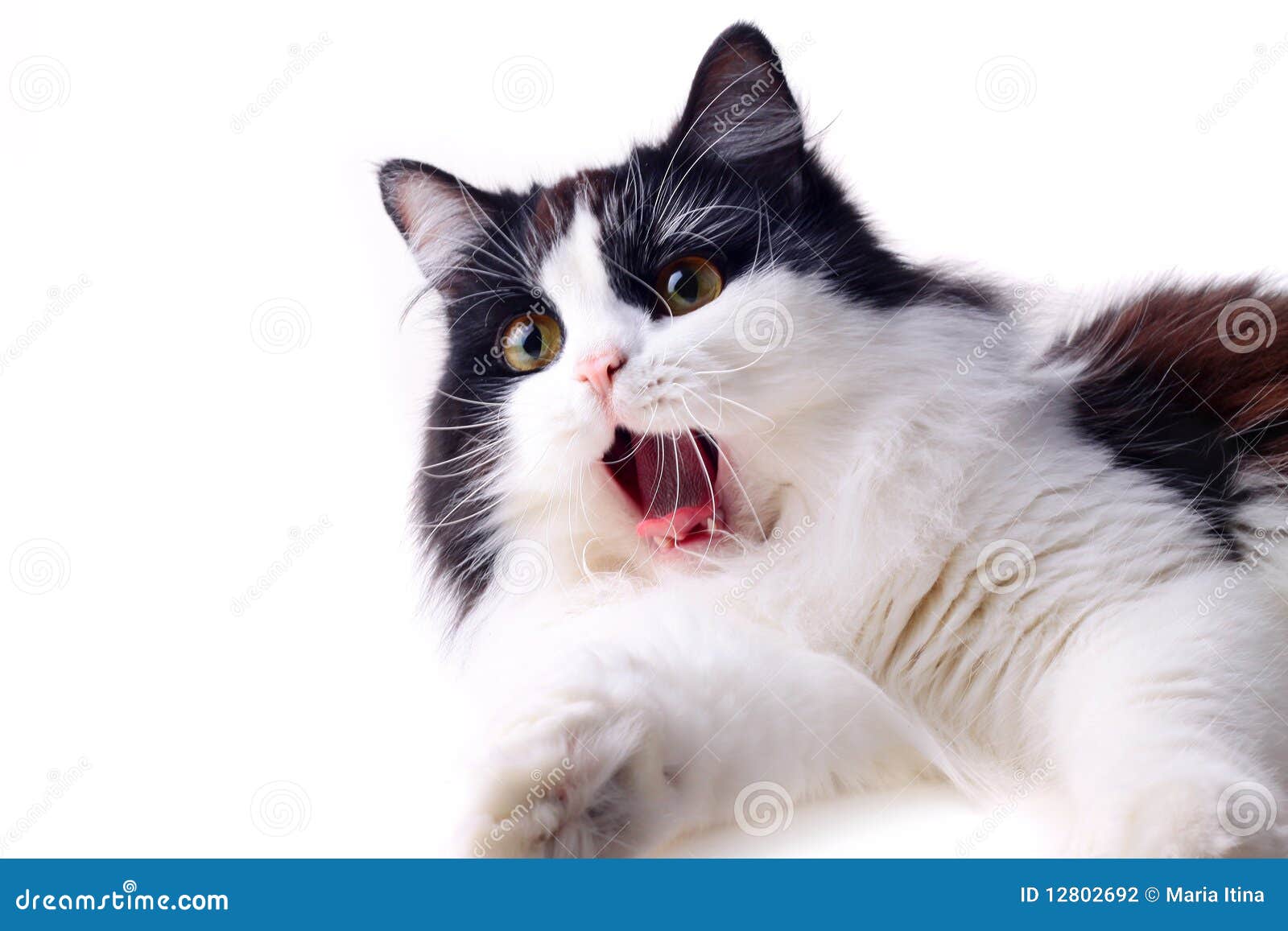 Yawning cat stock photo. Image of kitty, pets, childhood - 12802692