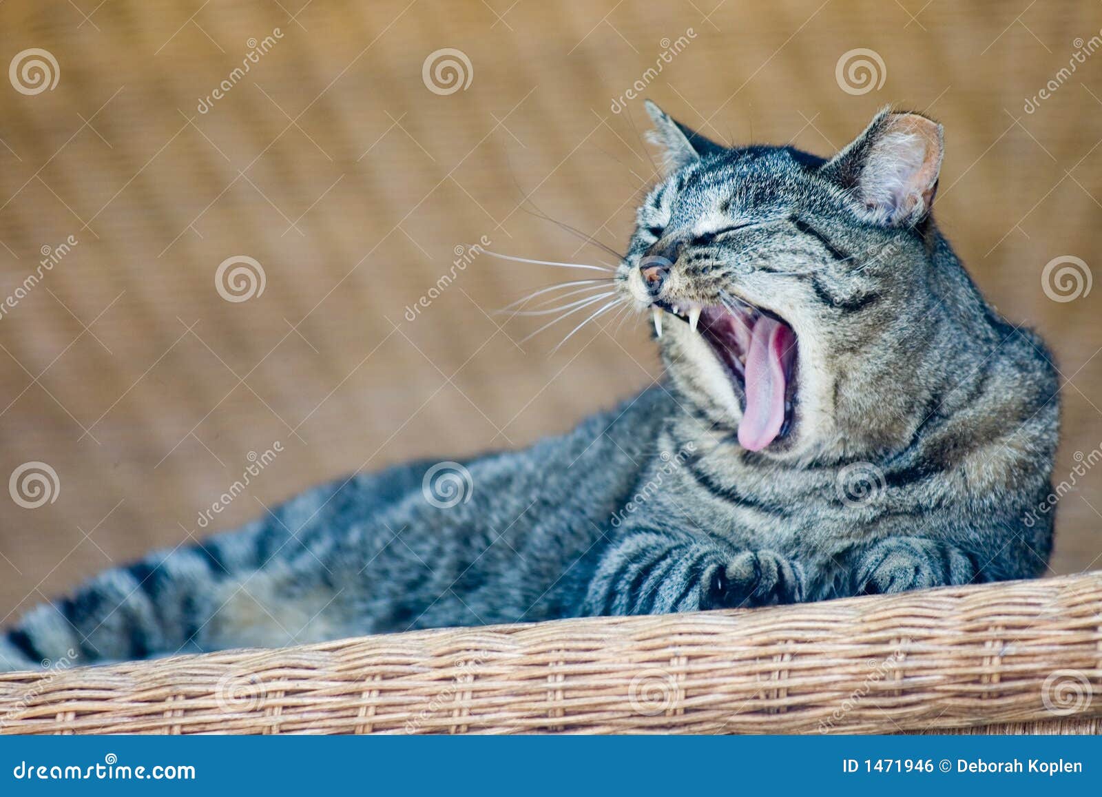 Yawning Cat stock photo. Image of groggy, drowsy, sleepy - 1471946