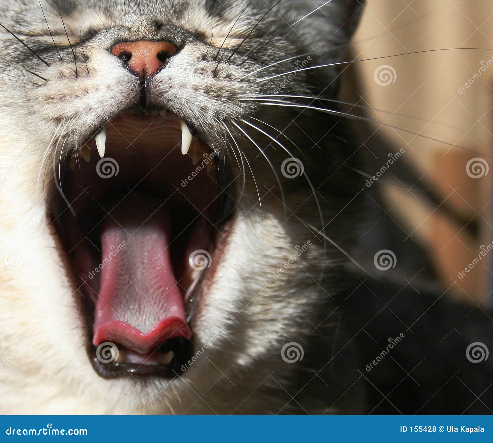 Yawning cat stock photo. Image of whiskers, fangs, closed - 155428