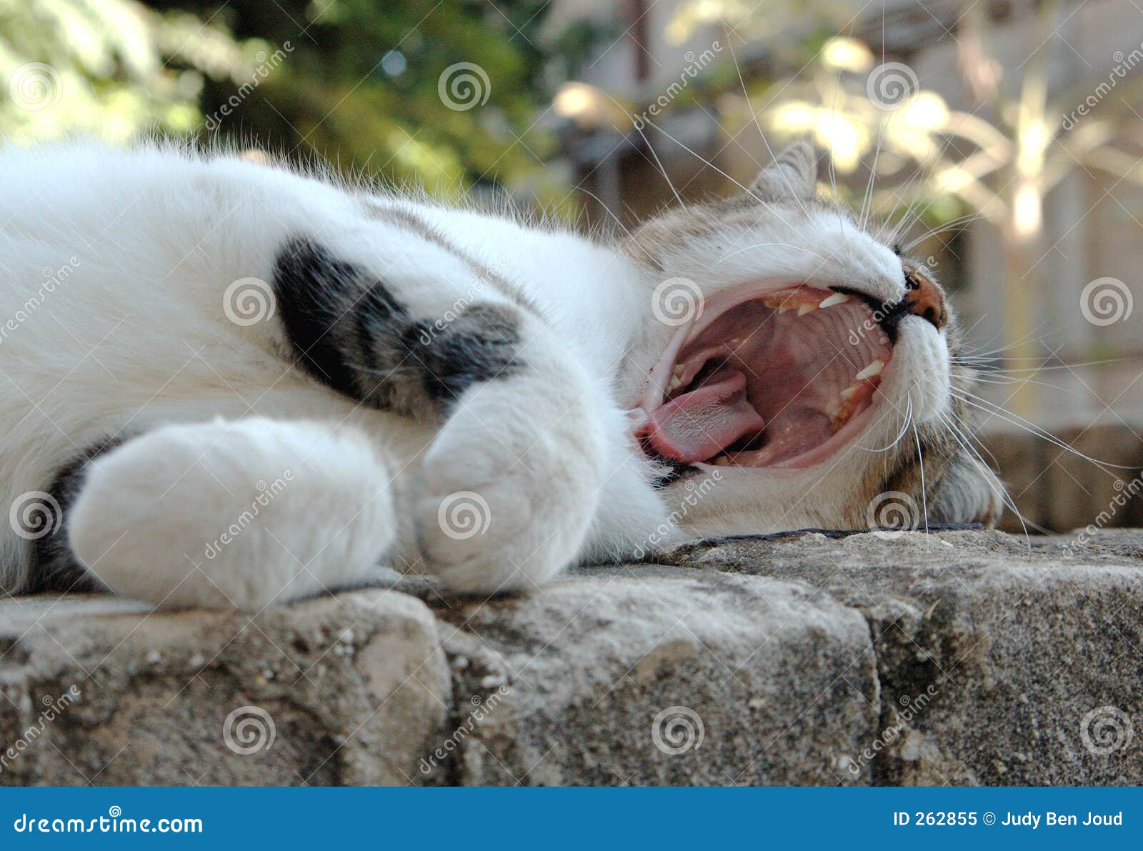 Yawning cat stock image. Image of yawn, fence, sleep, lazy - 262855