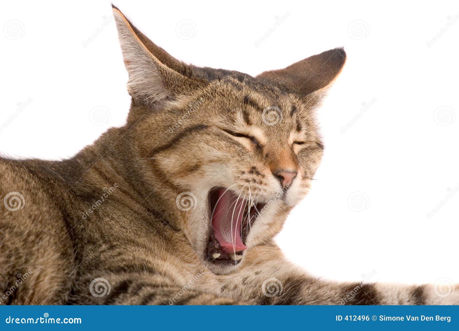 Yawning cat stock photo. Image of cats, lying, yawning - 412496