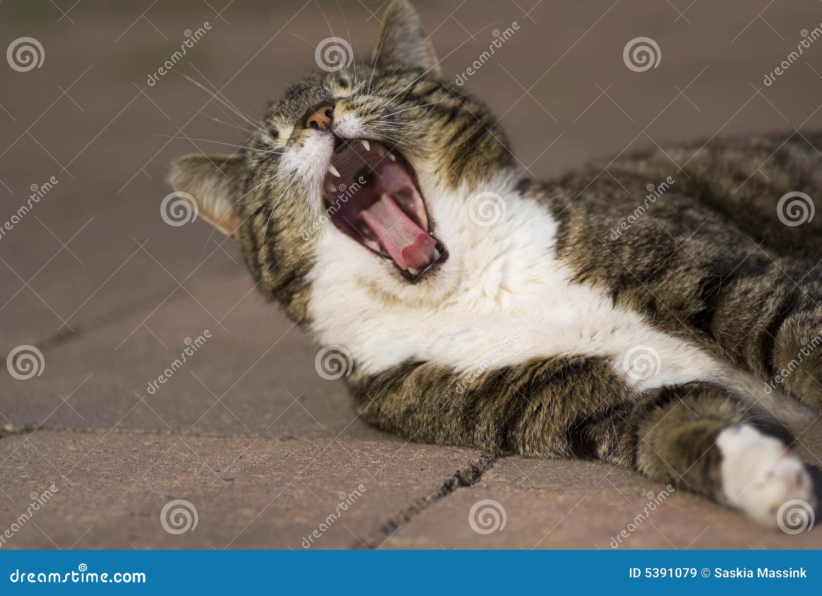Yawning cat. stock image. Image of bored, close, mammal - 5391079