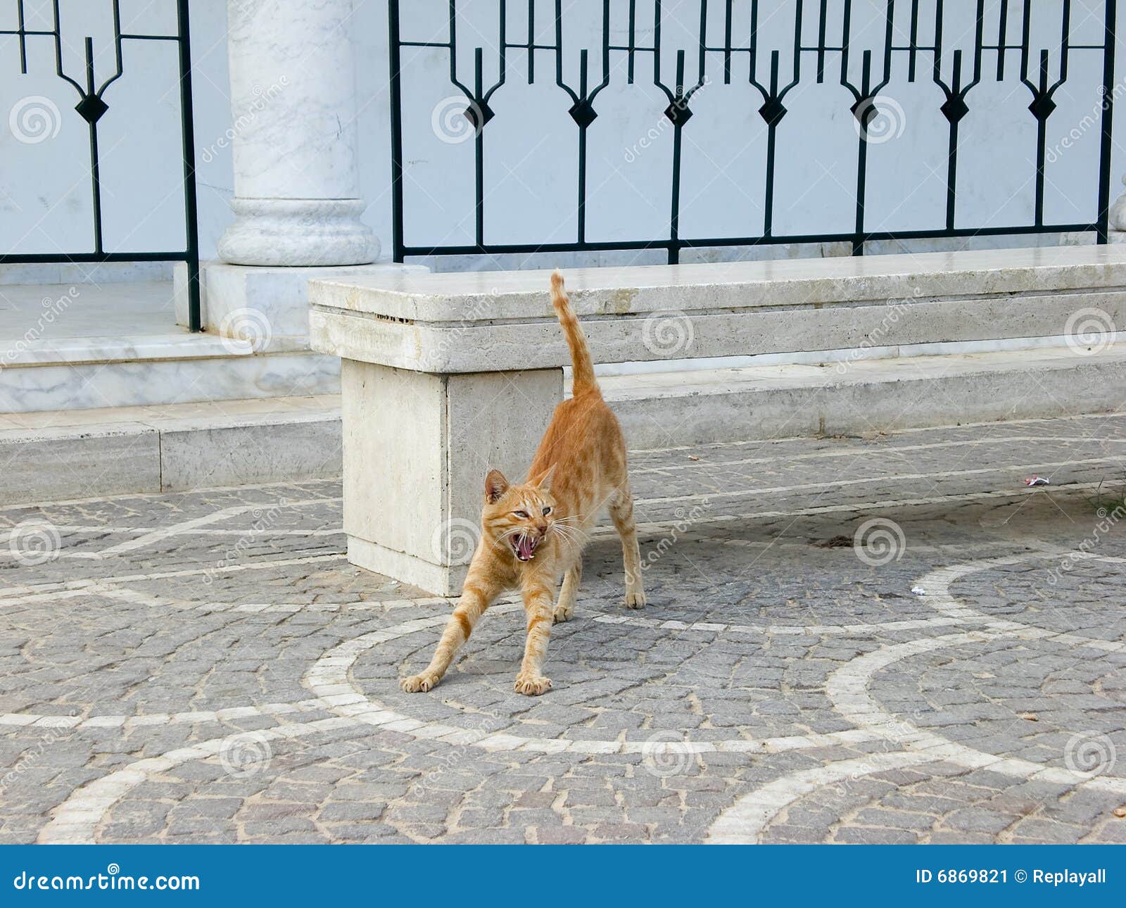 A yawning cat stock image. Image of gray, looking, cats - 6869821
