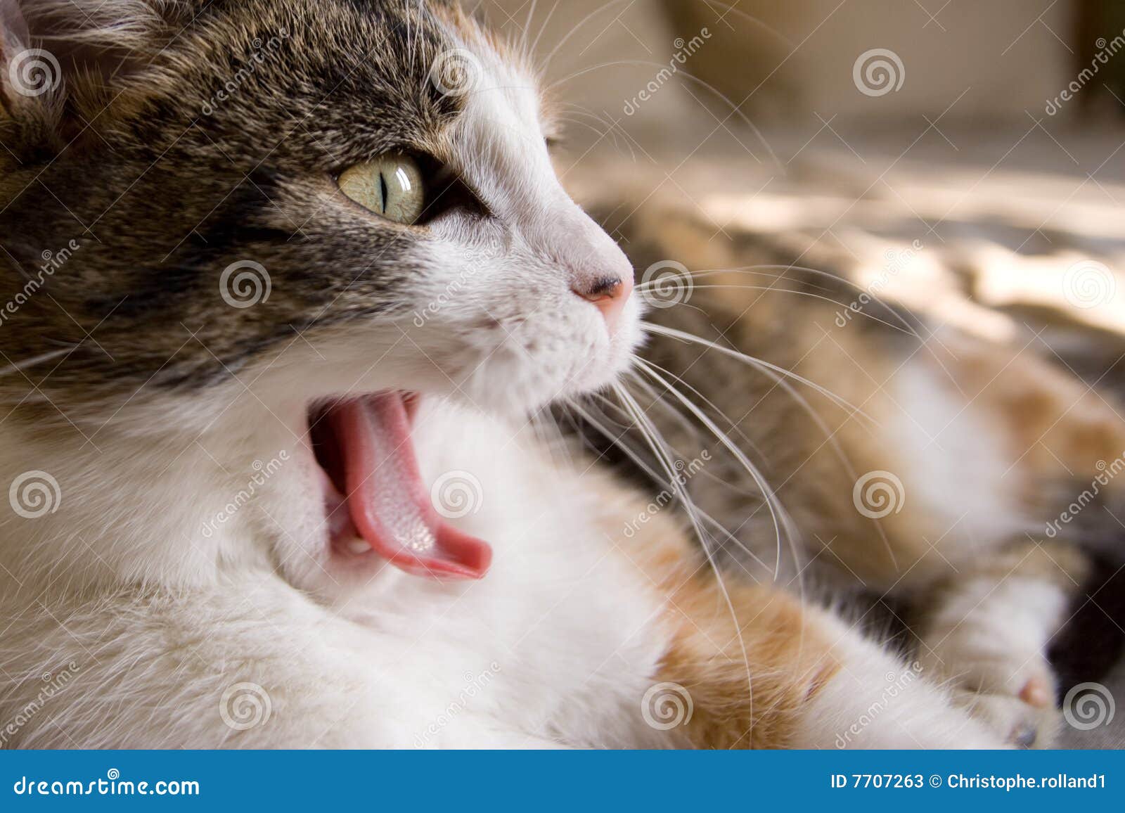 A yawning cat stock image. Image of tired, animal, sleep - 7707263