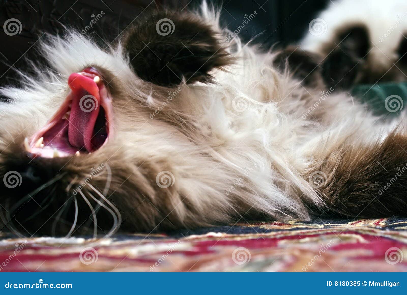 Yawning cat stock image. Image of whiskers, blue, yawning - 8180385