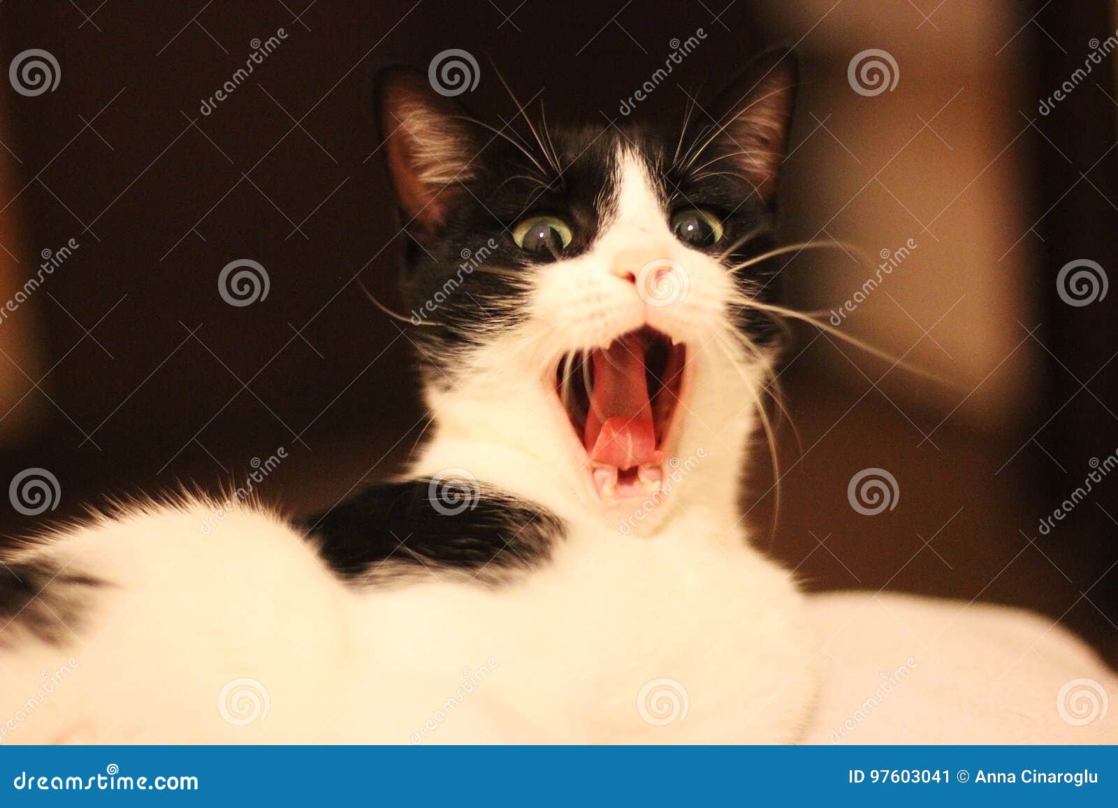 Yawning cat, cat screaming stock image. Image of tabby - 97603041