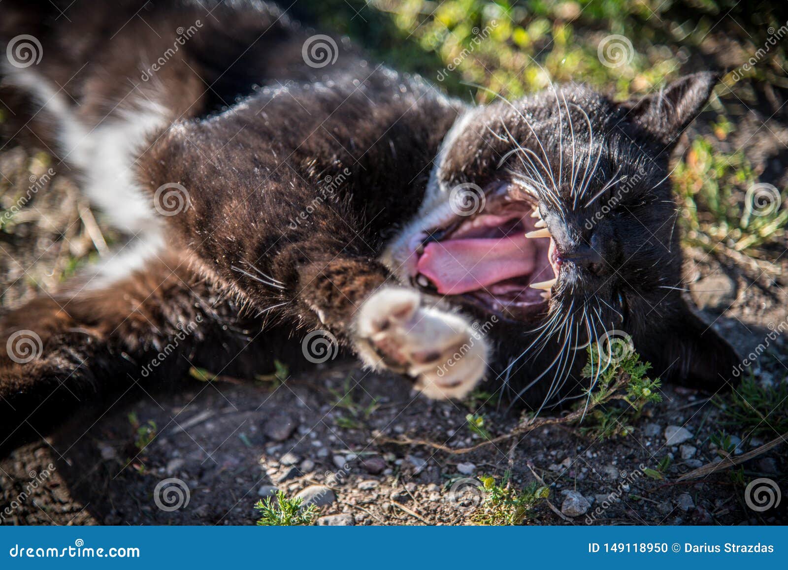 Yawning cat closeup stock photo. Image of closeup, mammal - 149118950