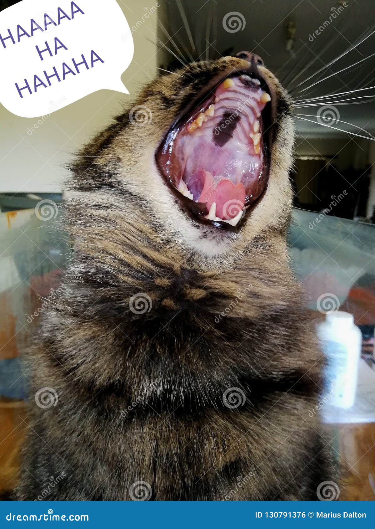 Yawning cat stock photo. Image of teeth, open, mouth - 130791376