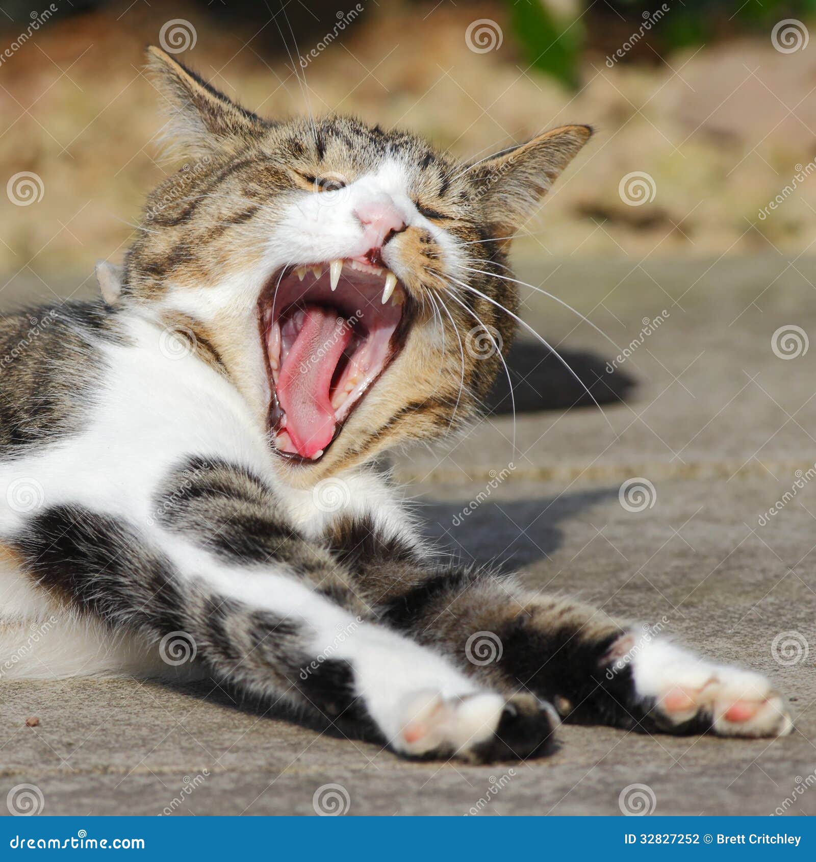 Yawning cat teeth stock photo. Image of yawning, fangs - 32827252