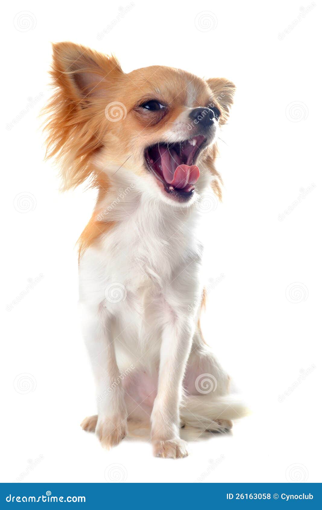 Yawning chihuahua stock photo. Image of young, puppy - 26163058