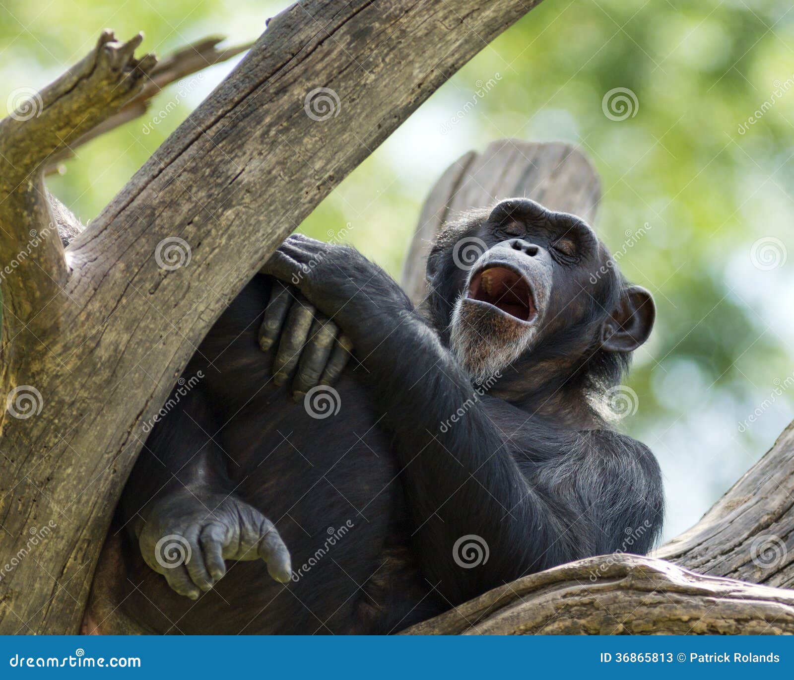 Yawning chimpanzee stock image. Image of wildlife, face - 36865813