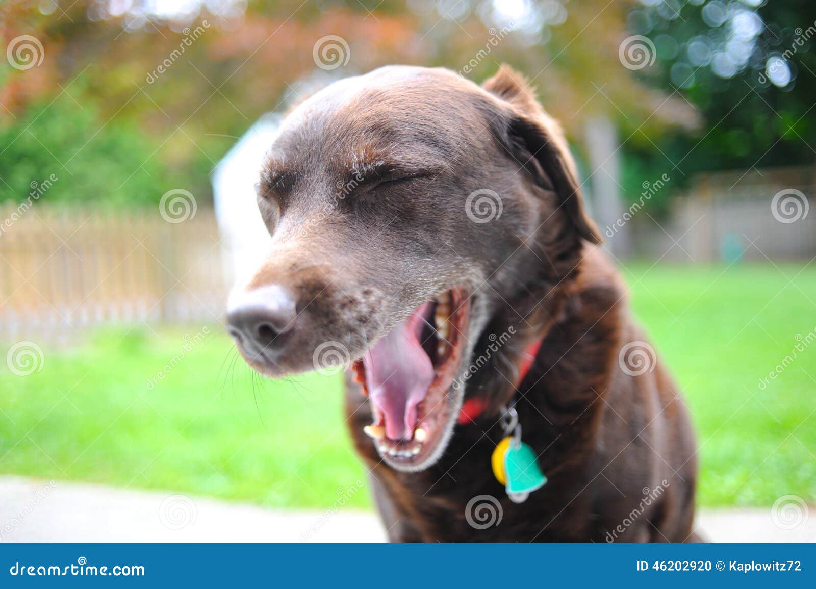 Yawning chocolate labrador stock photo. Image of yawning - 46202920