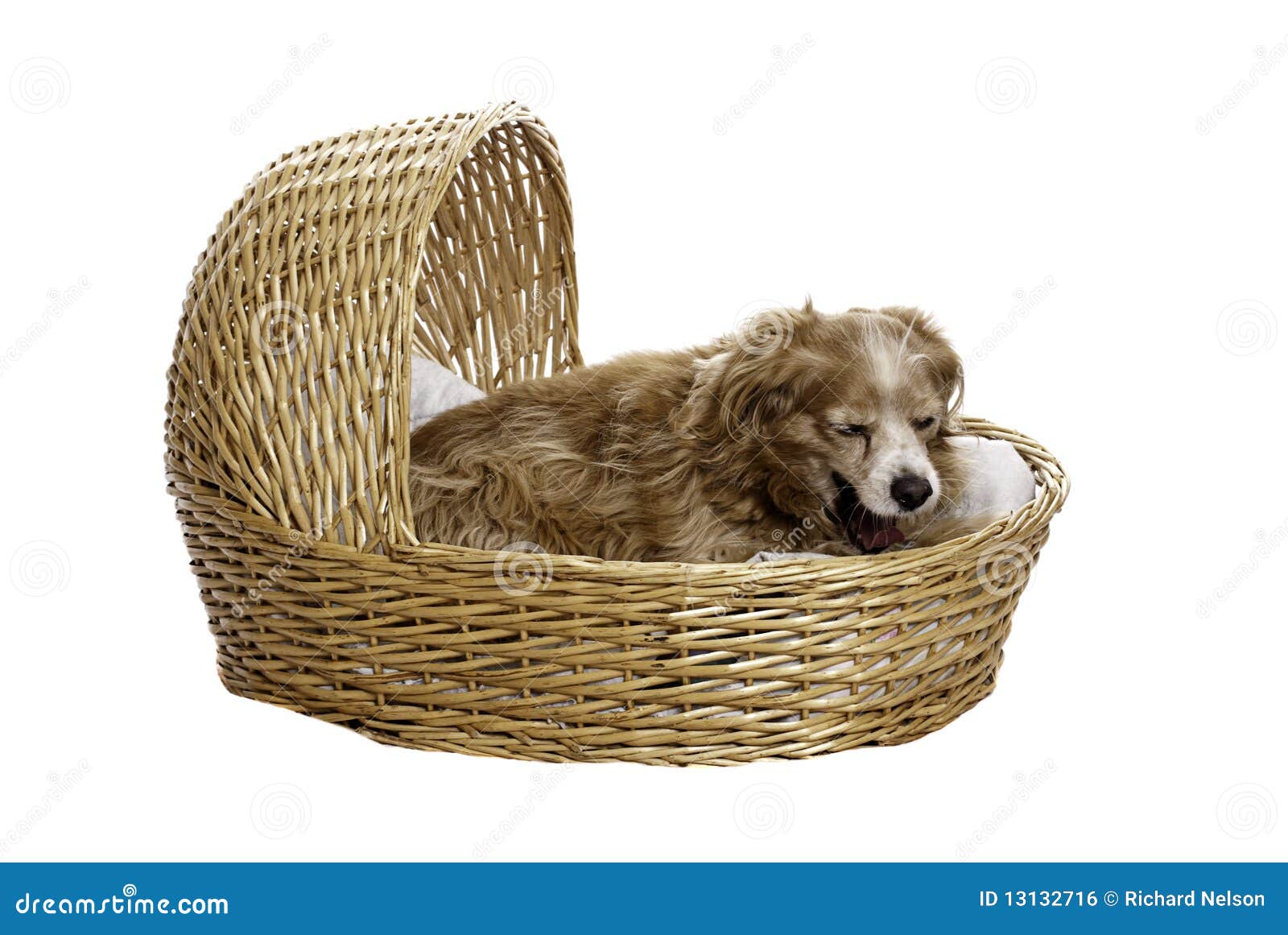 Yawning Cockapoo Stock Photos - Free & Royalty-Free Stock Photos from ...