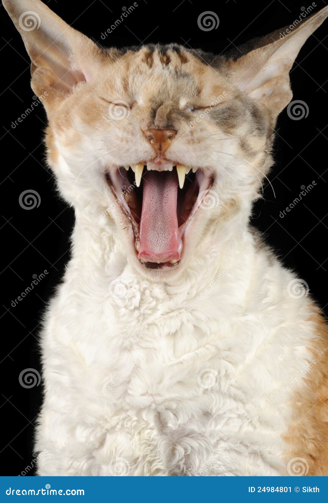 3,662 Cat Facing Camera Stock Photos - Free & Royalty-Free Stock Photos ...