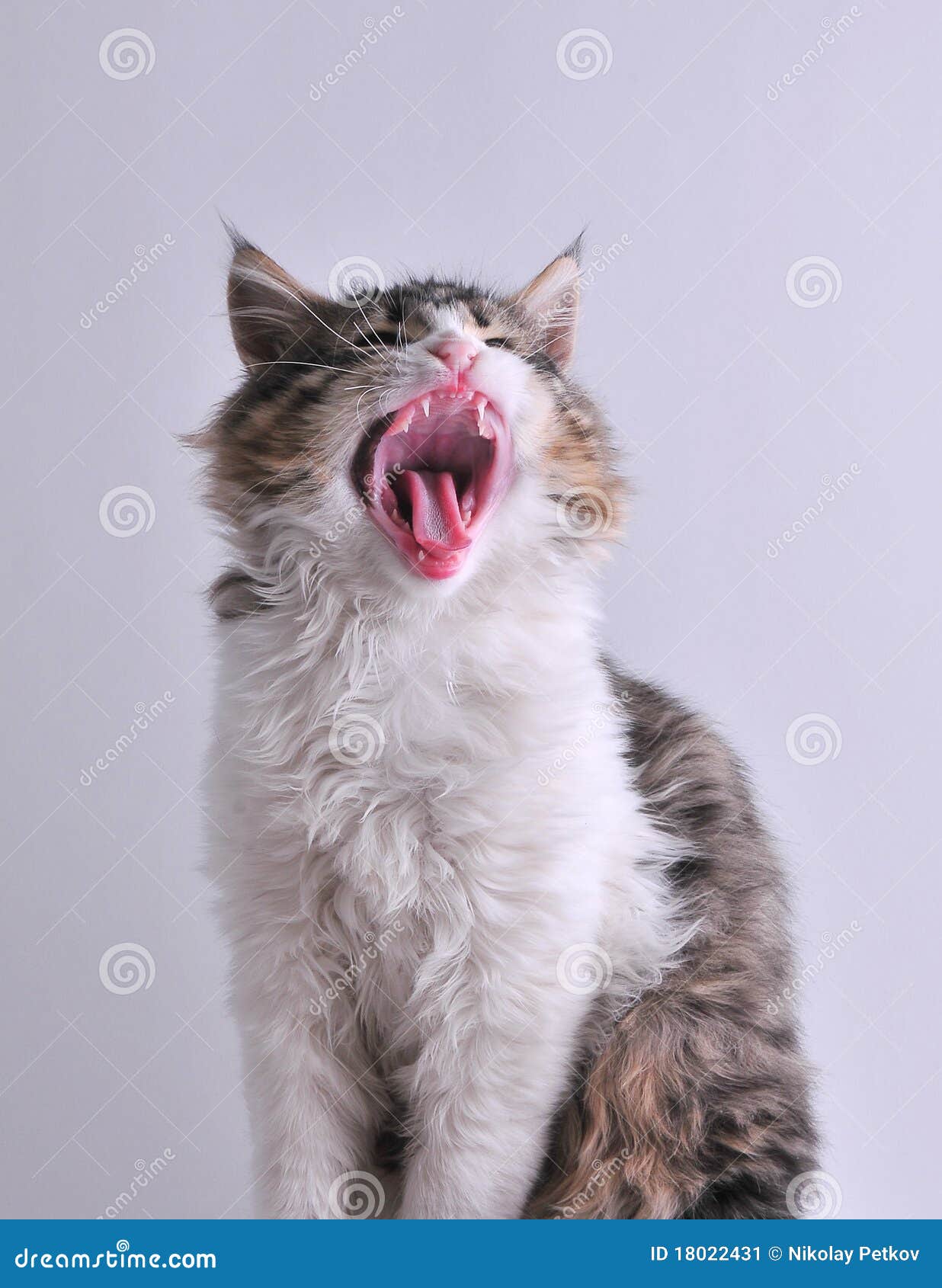 Yawning Cute Cat stock image. Image of animal, face, cute - 18022431
