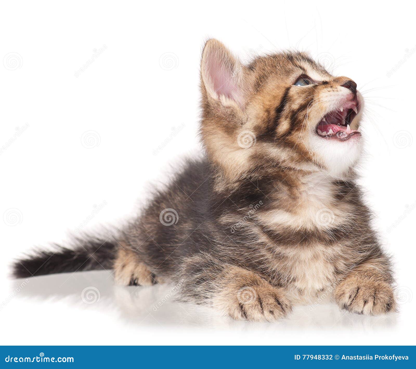 Yawning cute kitten stock photo. Image of cutout, little - 77948332