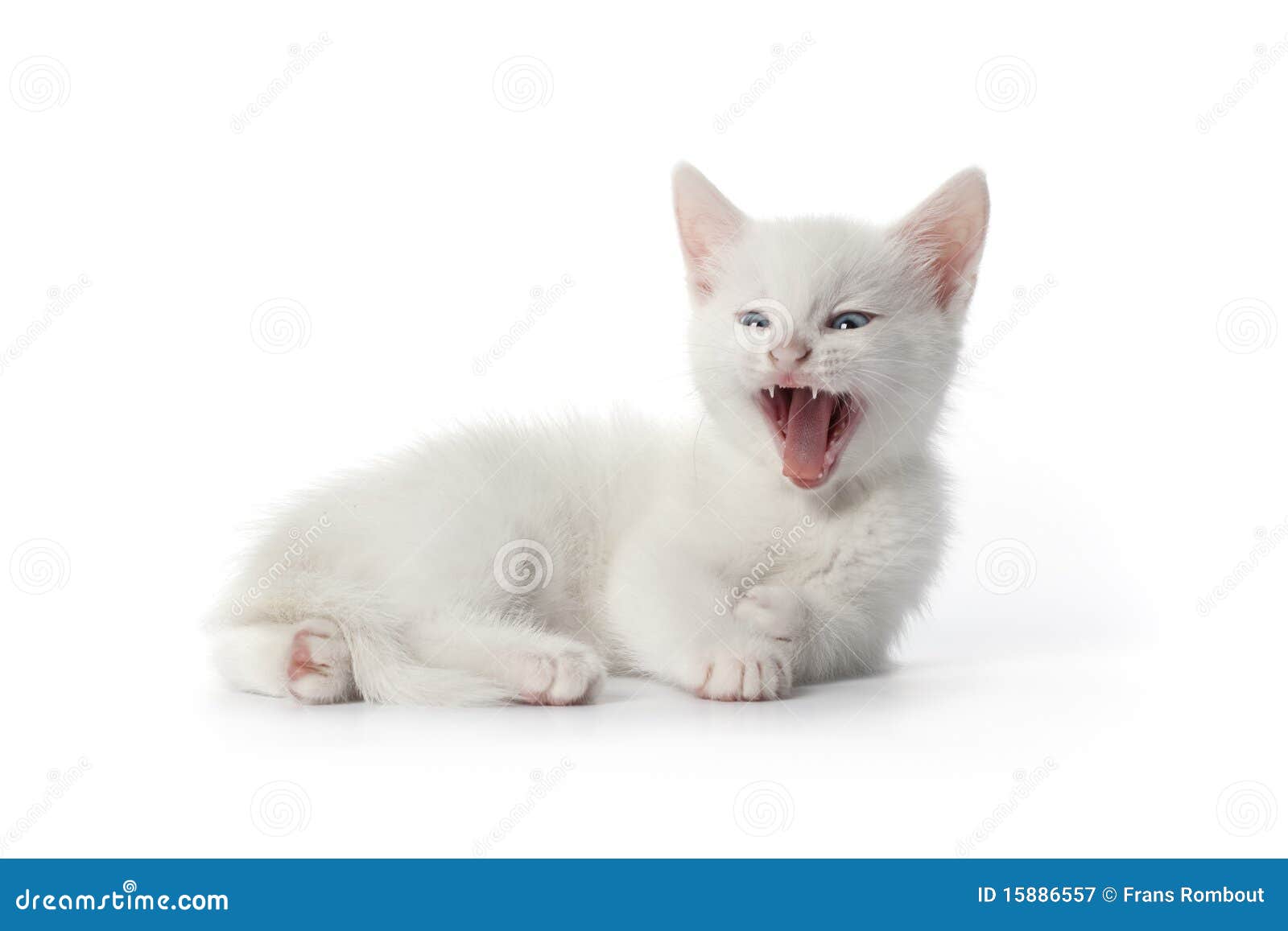 Cute Baby Kitten Yawning
