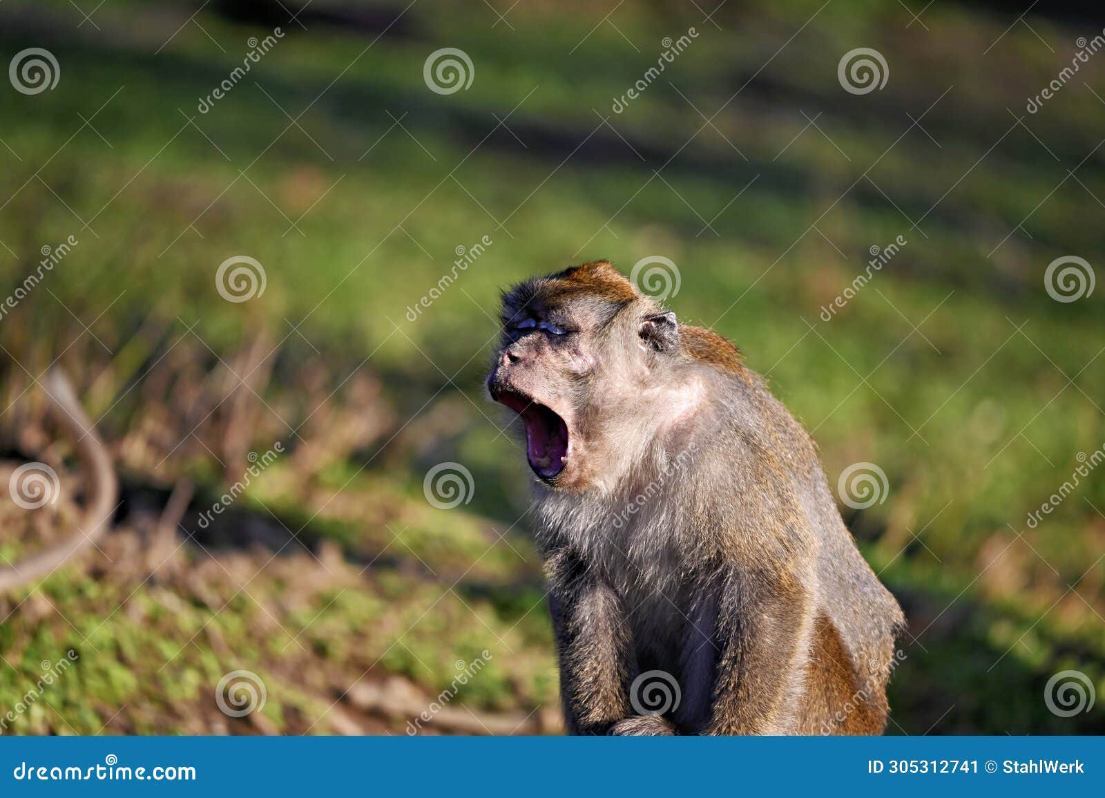 Yawning Cynomolgus Monkey in the Late Evening Hours Stock Image - Image ...
