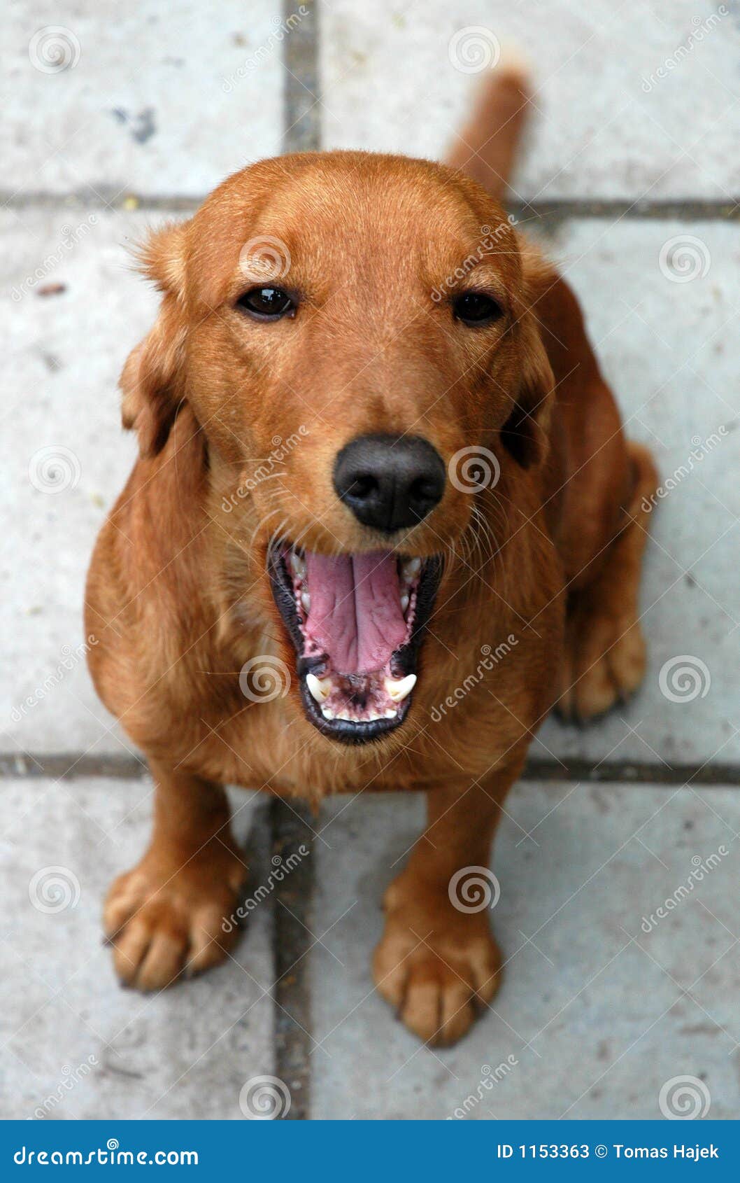 Yawning dog stock image. Image of yawn, teeth, muzzle - 1153363
