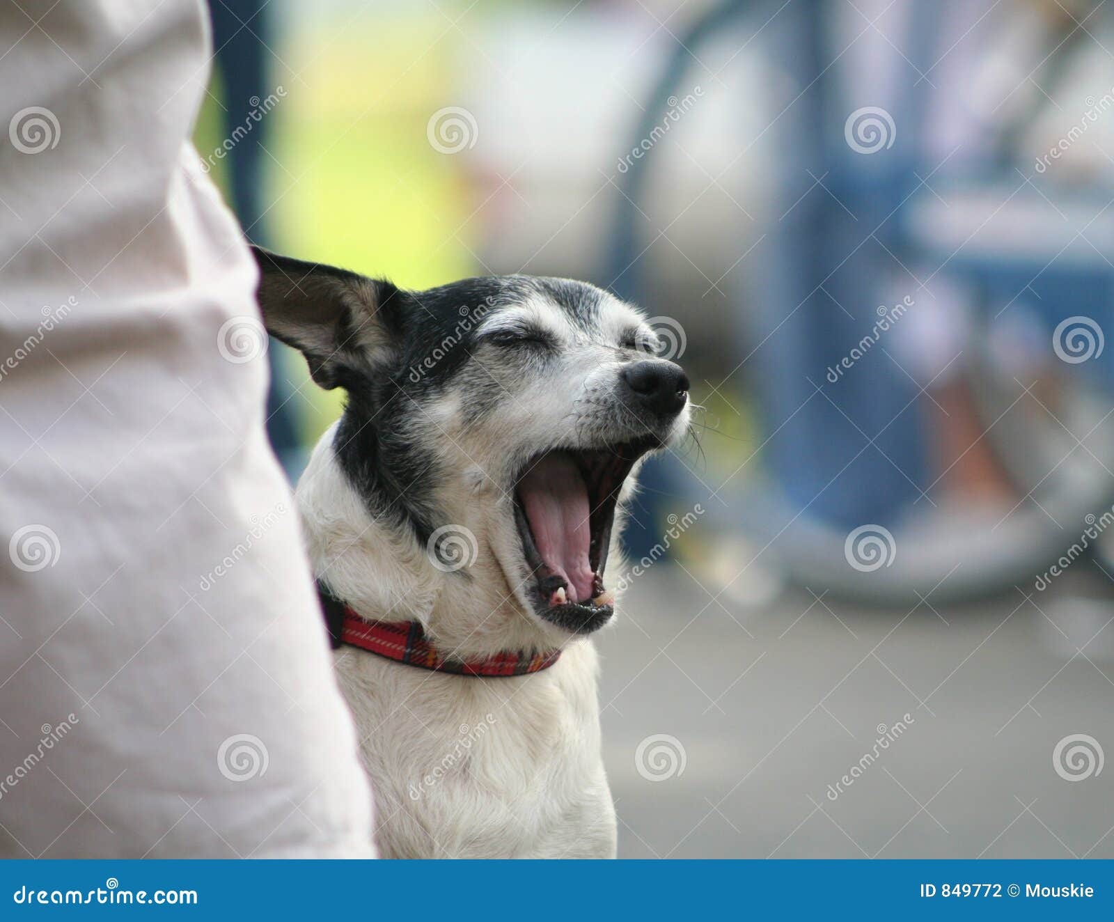 Yawning Dog stock photo. Image of yawning, street, animals - 849772