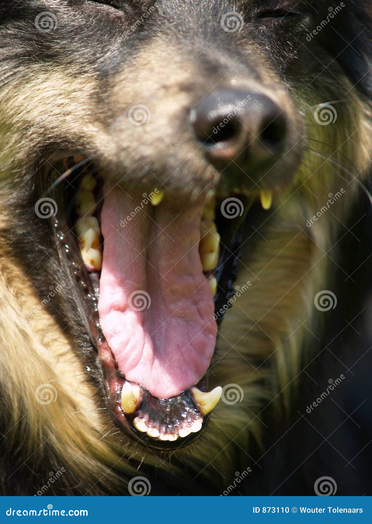 Yawning dog stock photo. Image of furry, collie, snout - 873110