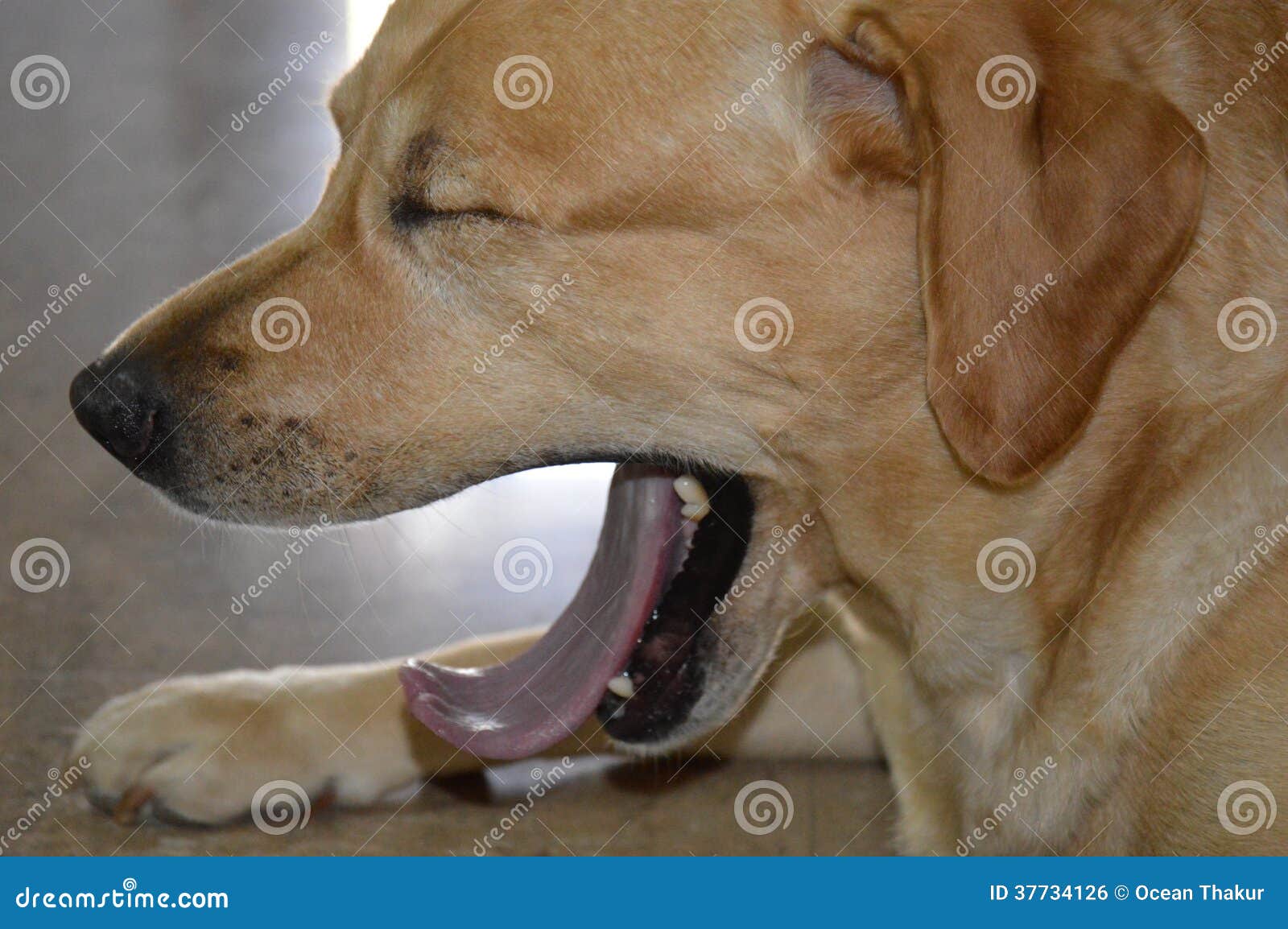 Yawning dog stock photo. Image of love, labrador, petn - 37734126