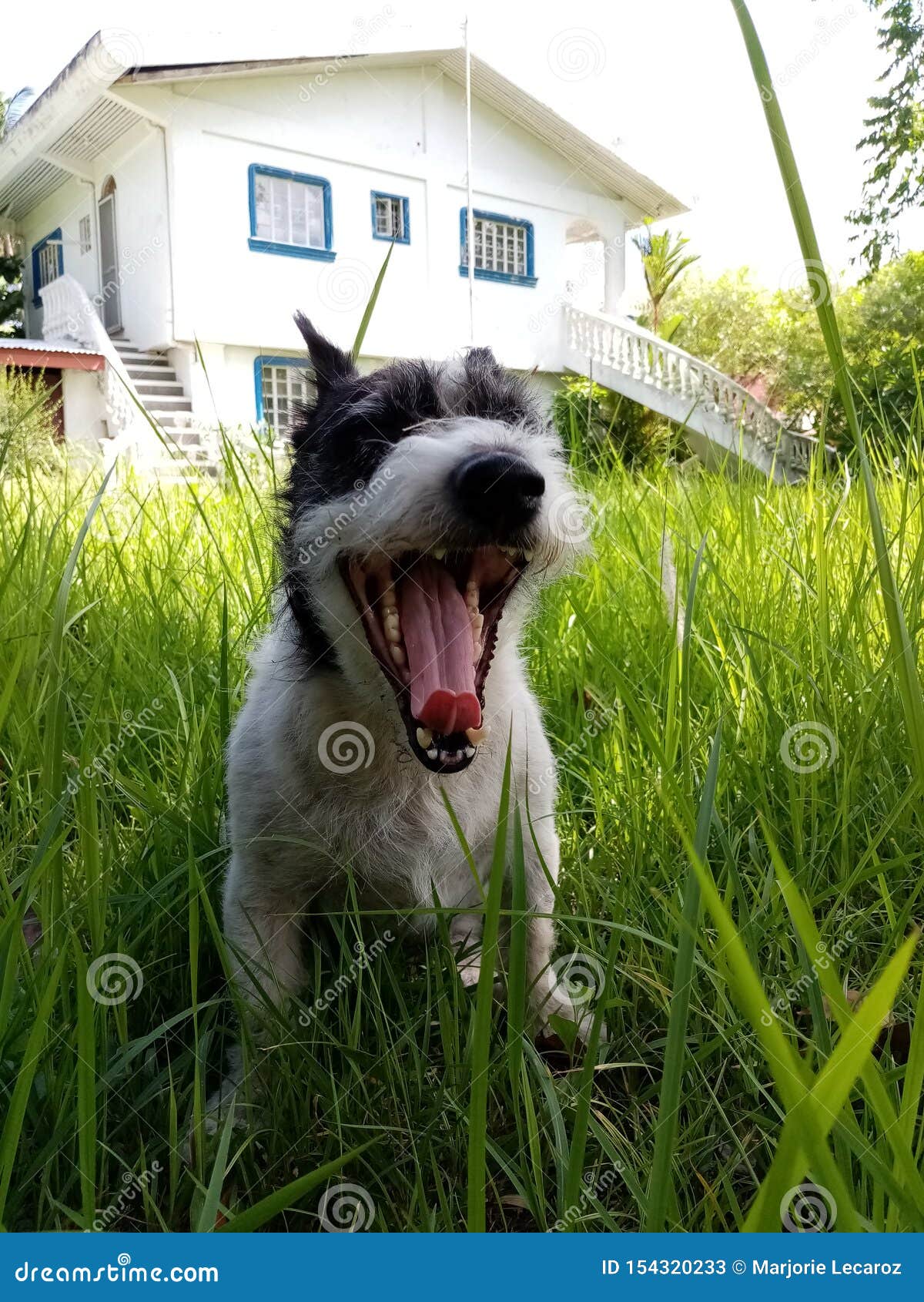 Yawning dog stock image. Image of yawning, mammals, white - 154320233