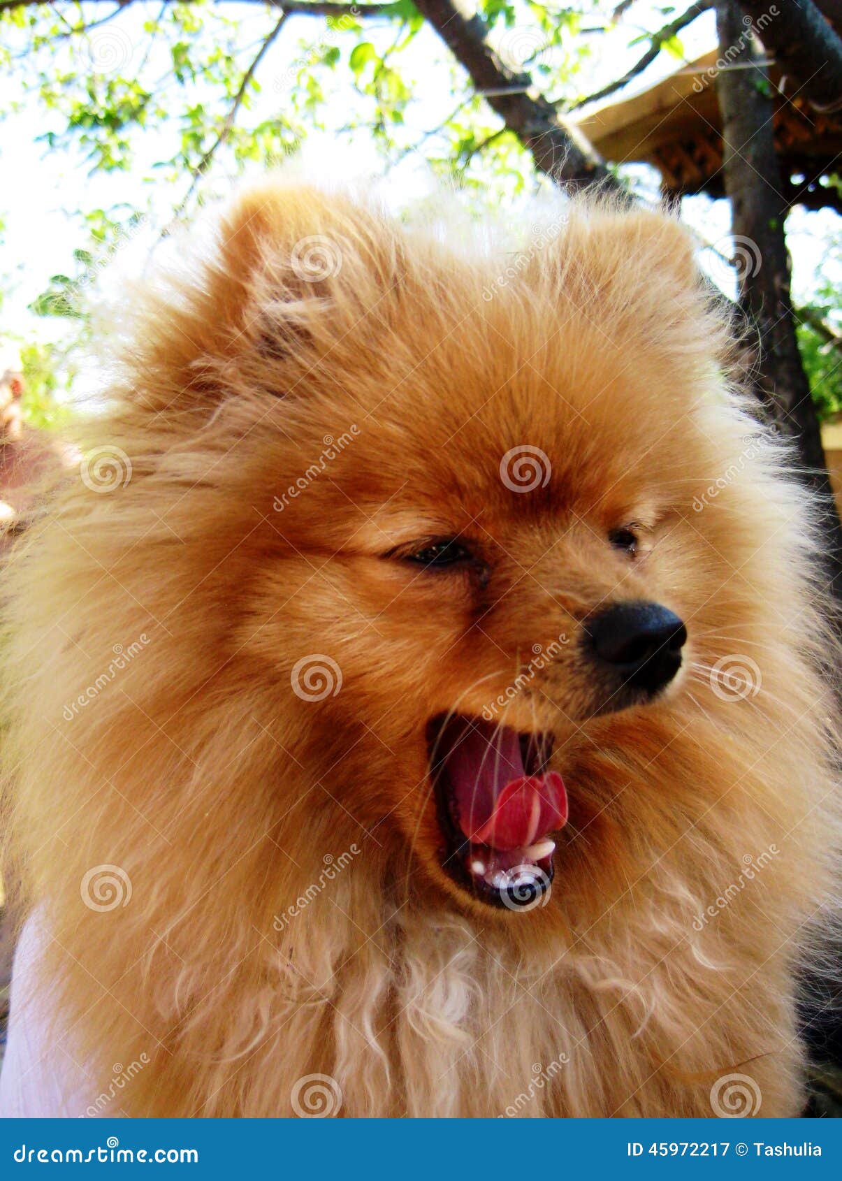 Yawning dog stock image. Image of spitz, boring, small - 45972217